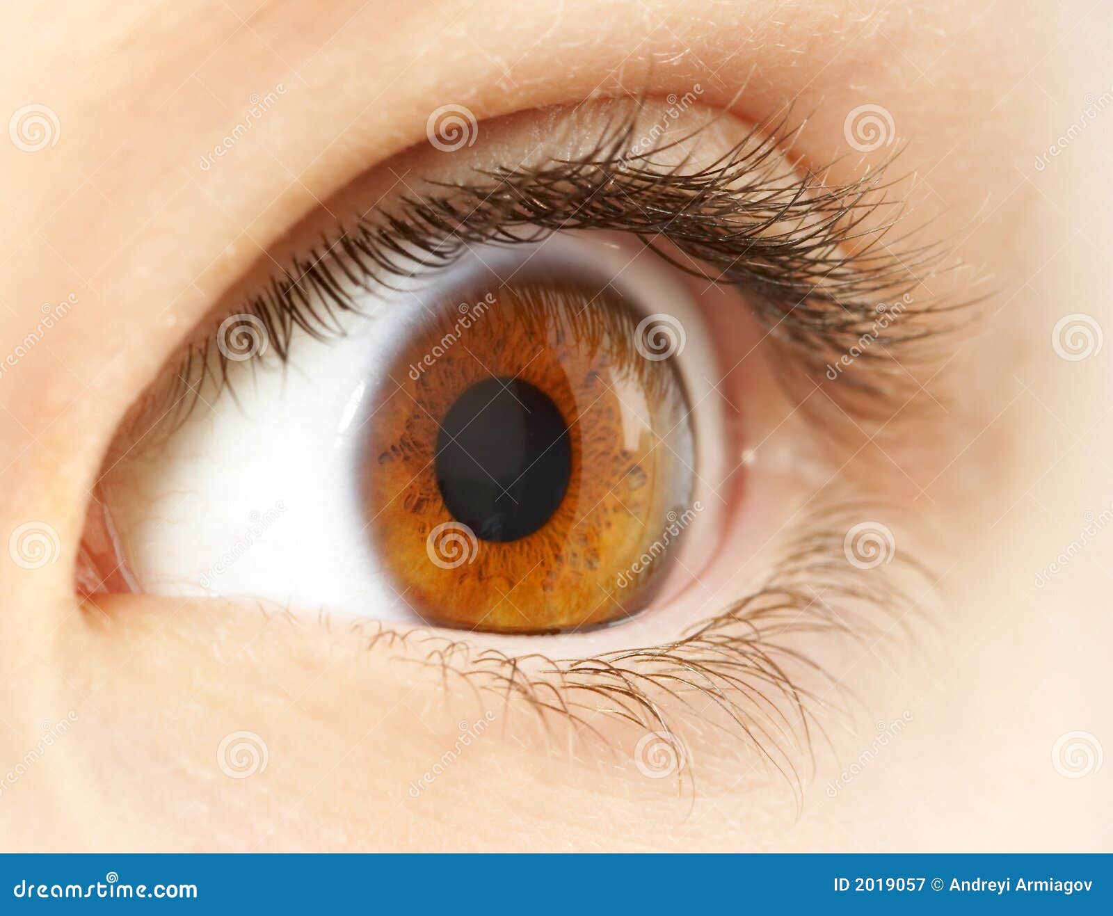 Human eye. macro shooting stock image. Image of beauty - 2019057