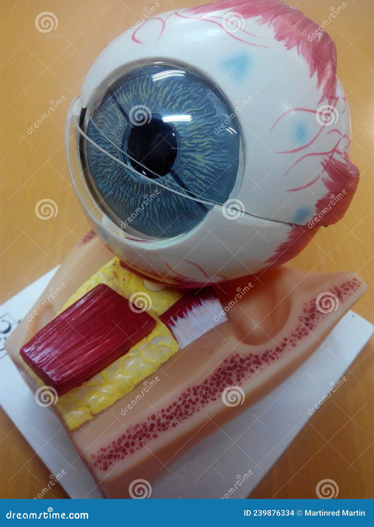 Human Eye Model for Education Stock Photo - Image of human, light ...