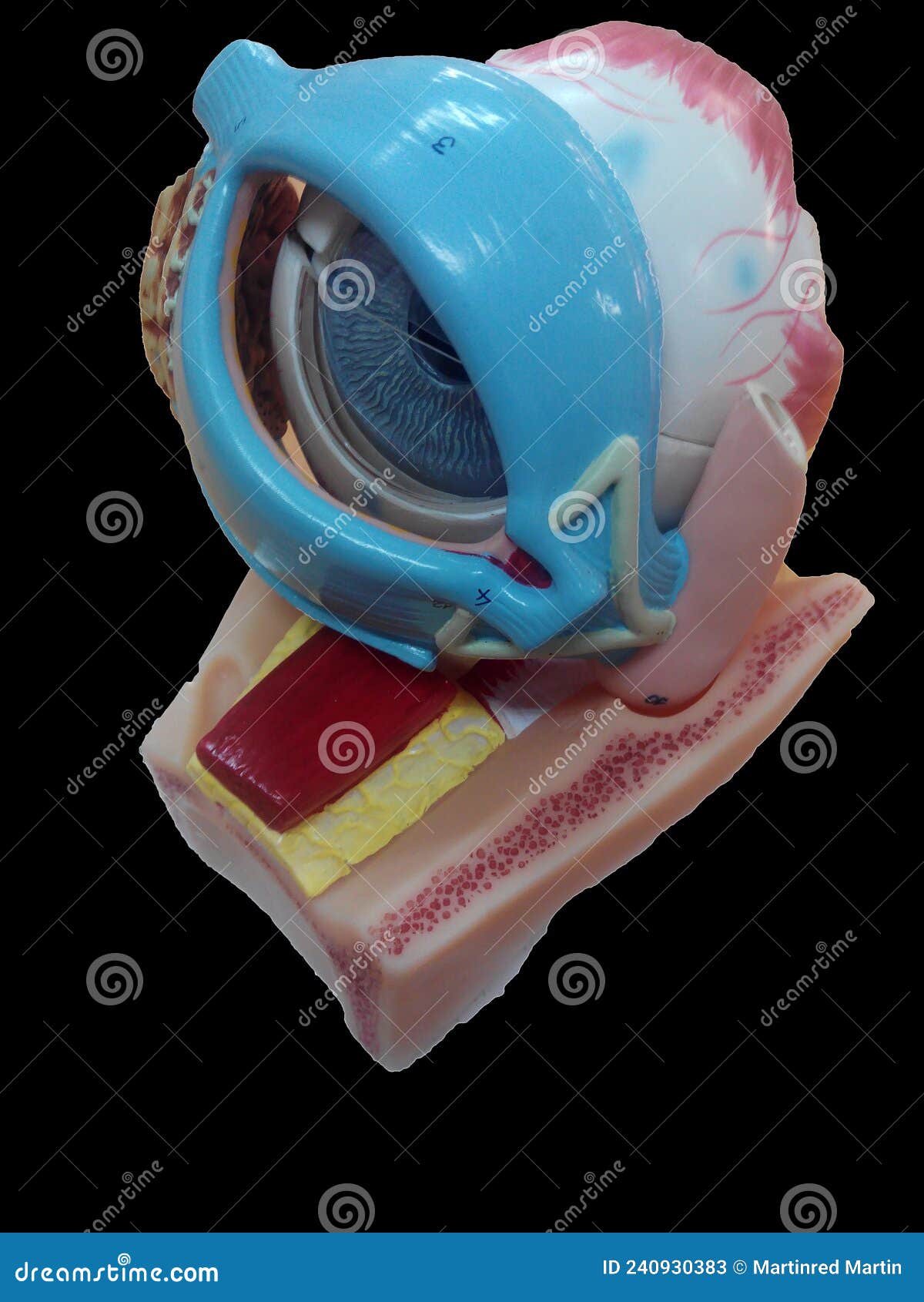 Human Eye Model for Education Stock Image - Image of human, closeup ...
