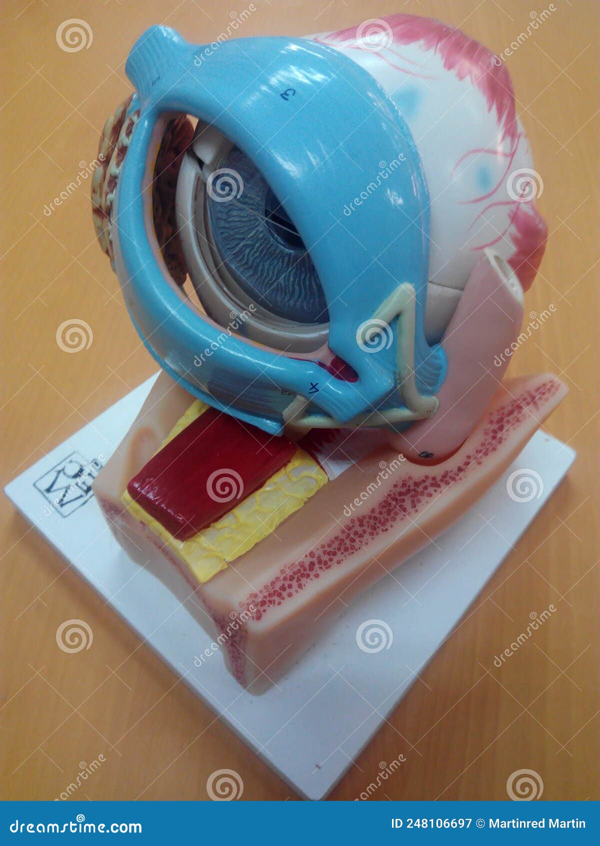 Human Eye Model for Education Stock Image - Image of isolated, makeup ...