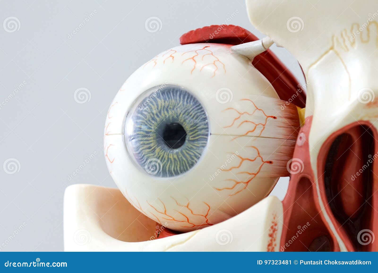 Human eye model stock image. Image of anatomy, ophthalmic - 97323481