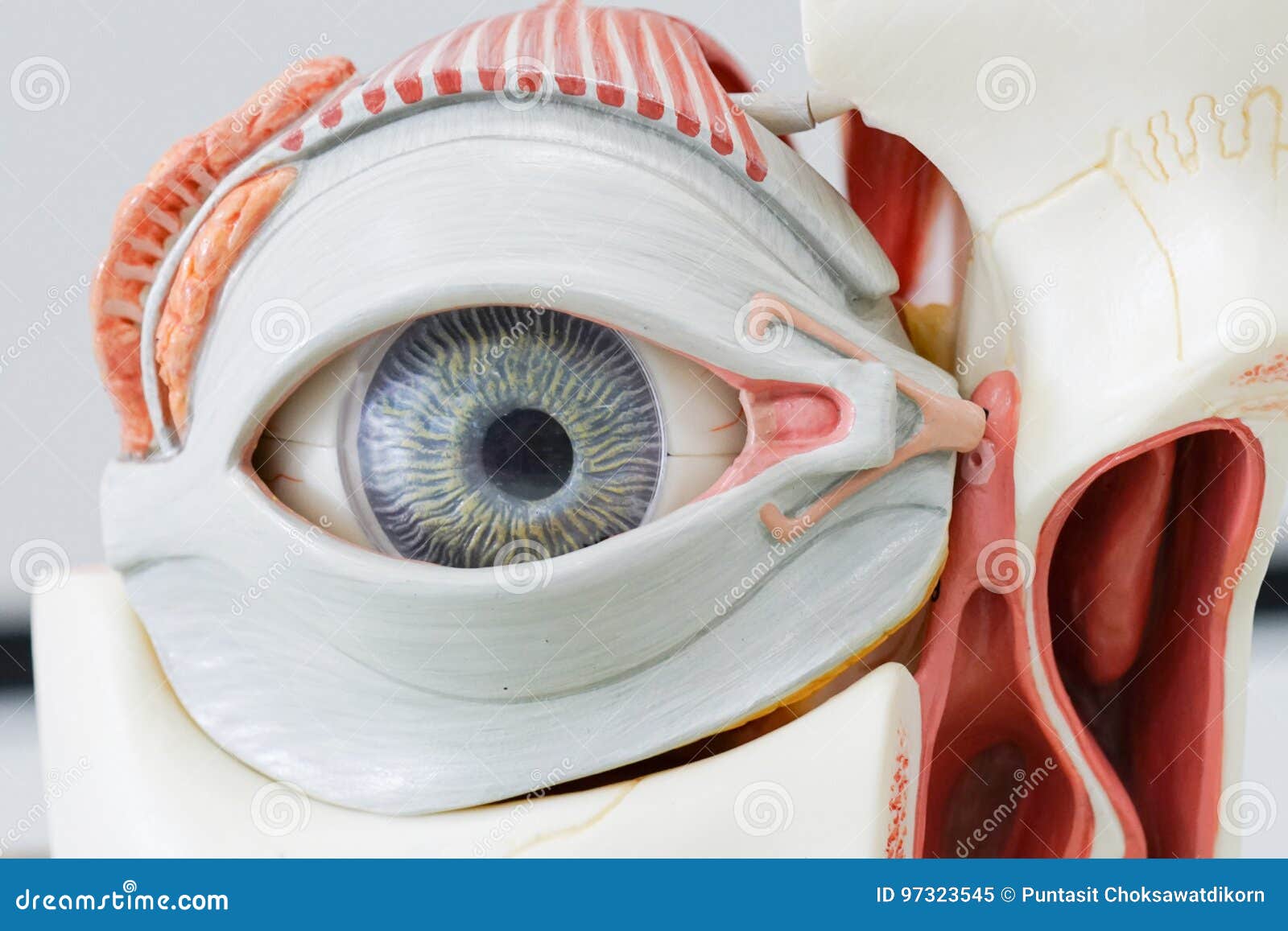 Human eye model stock image. Image of cornea, education - 97323545