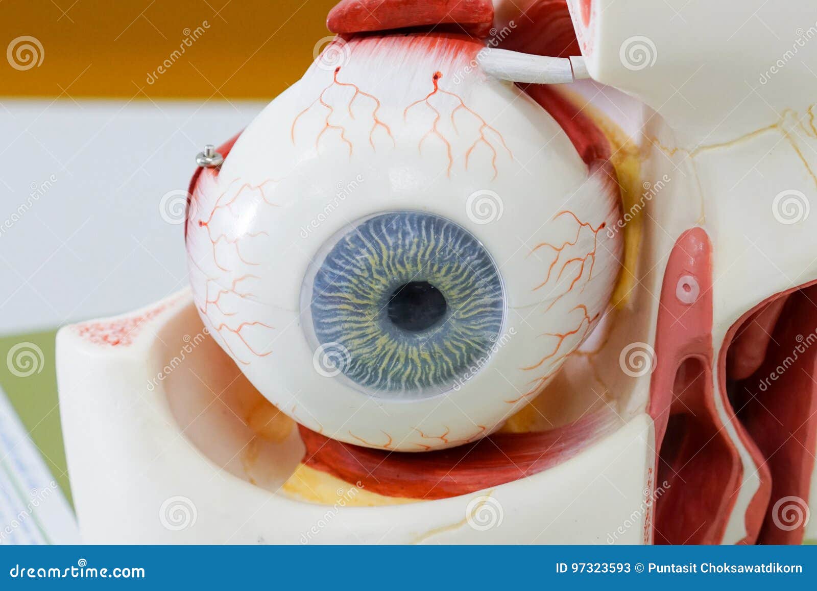 Human eye model stock image. Image of education, creative - 97323593