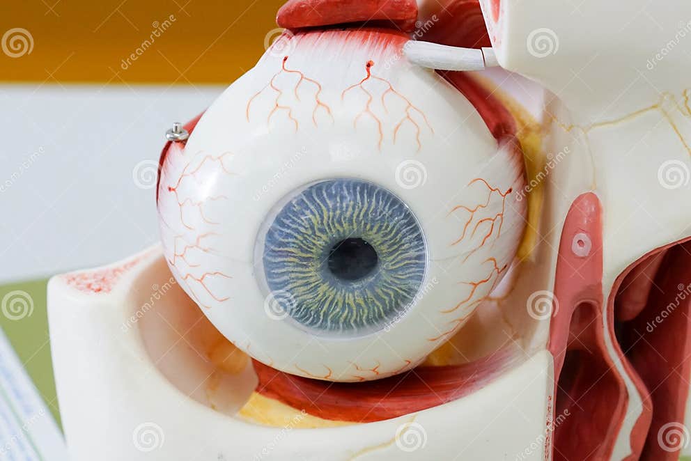 Human eye model stock image. Image of education, creative - 97323593