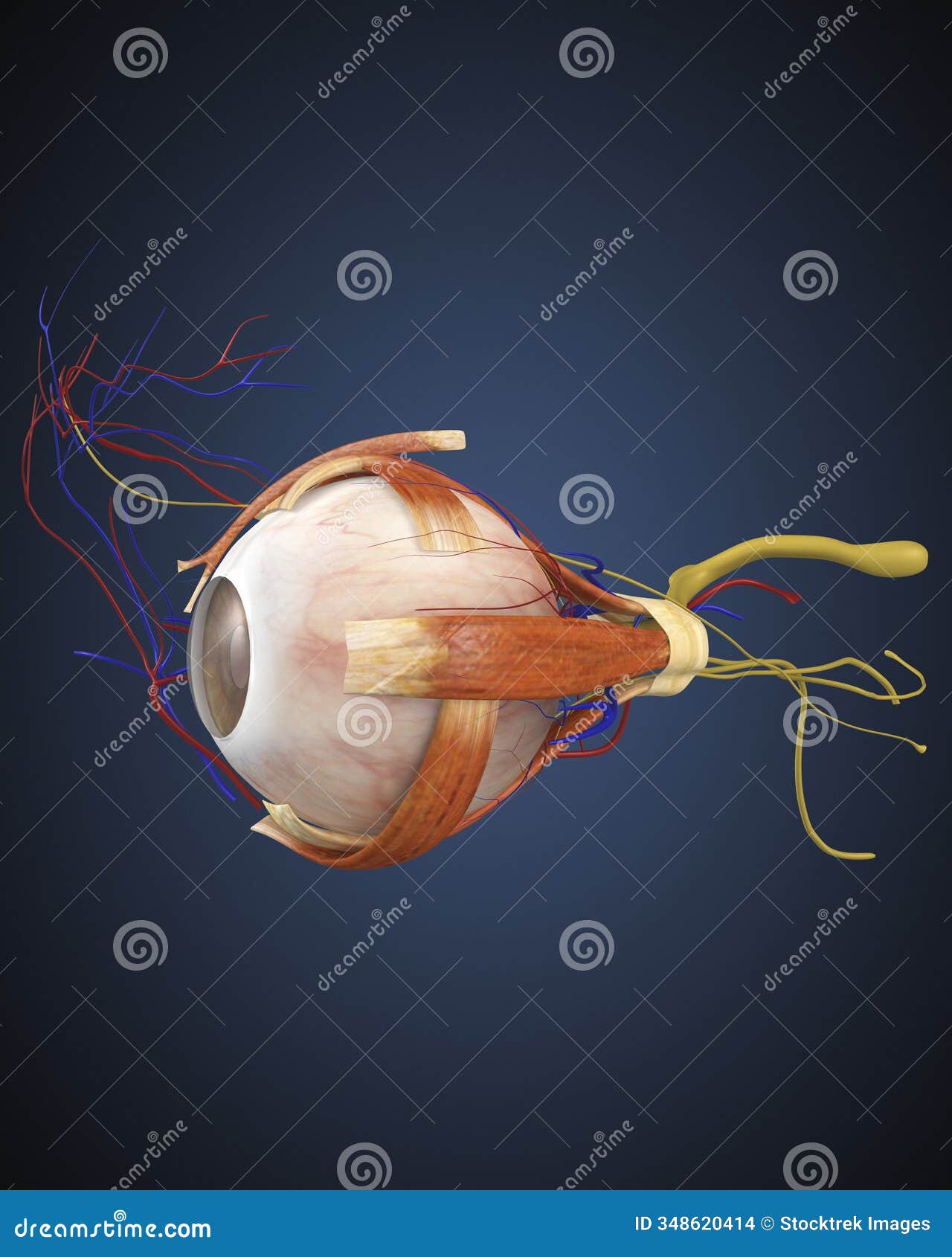 Human Eye with Muscles and Circulatory System. Stock Illustration ...