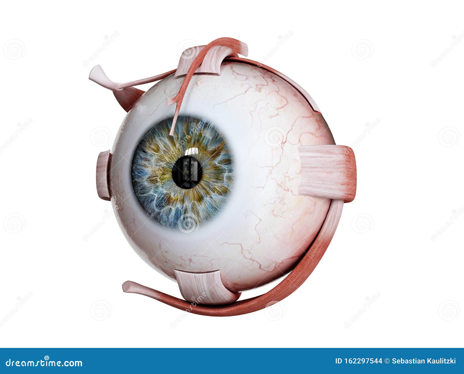 Cornea Or Muscles Of Human Eye. Vintage Engraving Sketch. Doodle ...