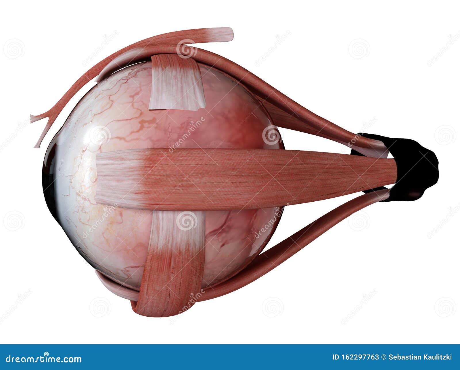 Cornea Or Muscles Of Human Eye. Vintage Engraving Sketch. Doodle ...