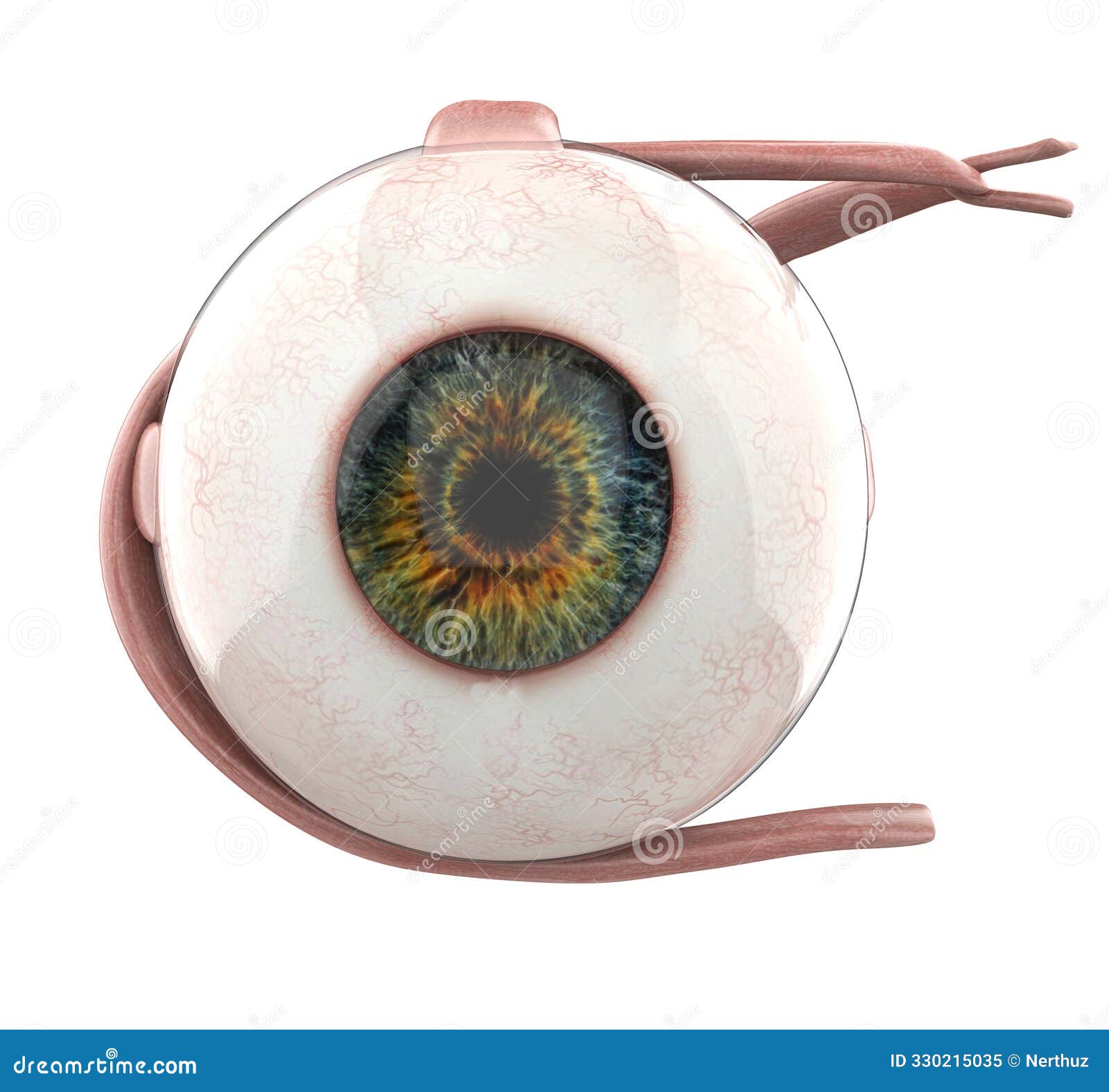 Human Eye Muscles Isolated stock illustration. Illustration of retina ...