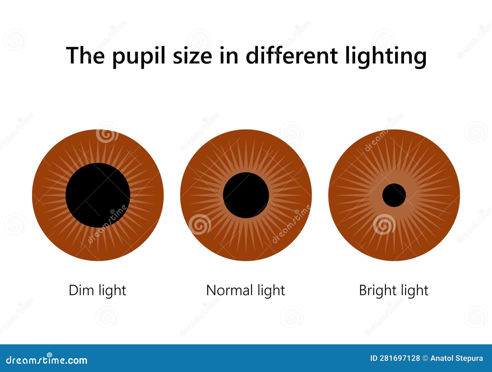 Human Eye. the Pupil Size in Different Lighting. Stock Illustration ...