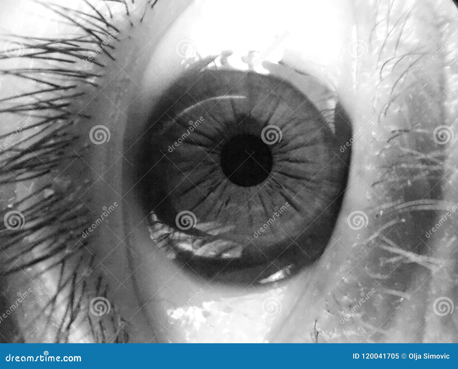 The human eye stock image. Image of eyelashes, little - 120041705