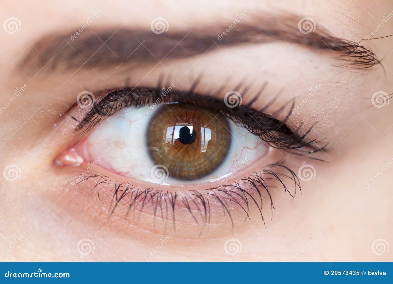 Human eye with reflection. stock image. Image of brows - 29573435