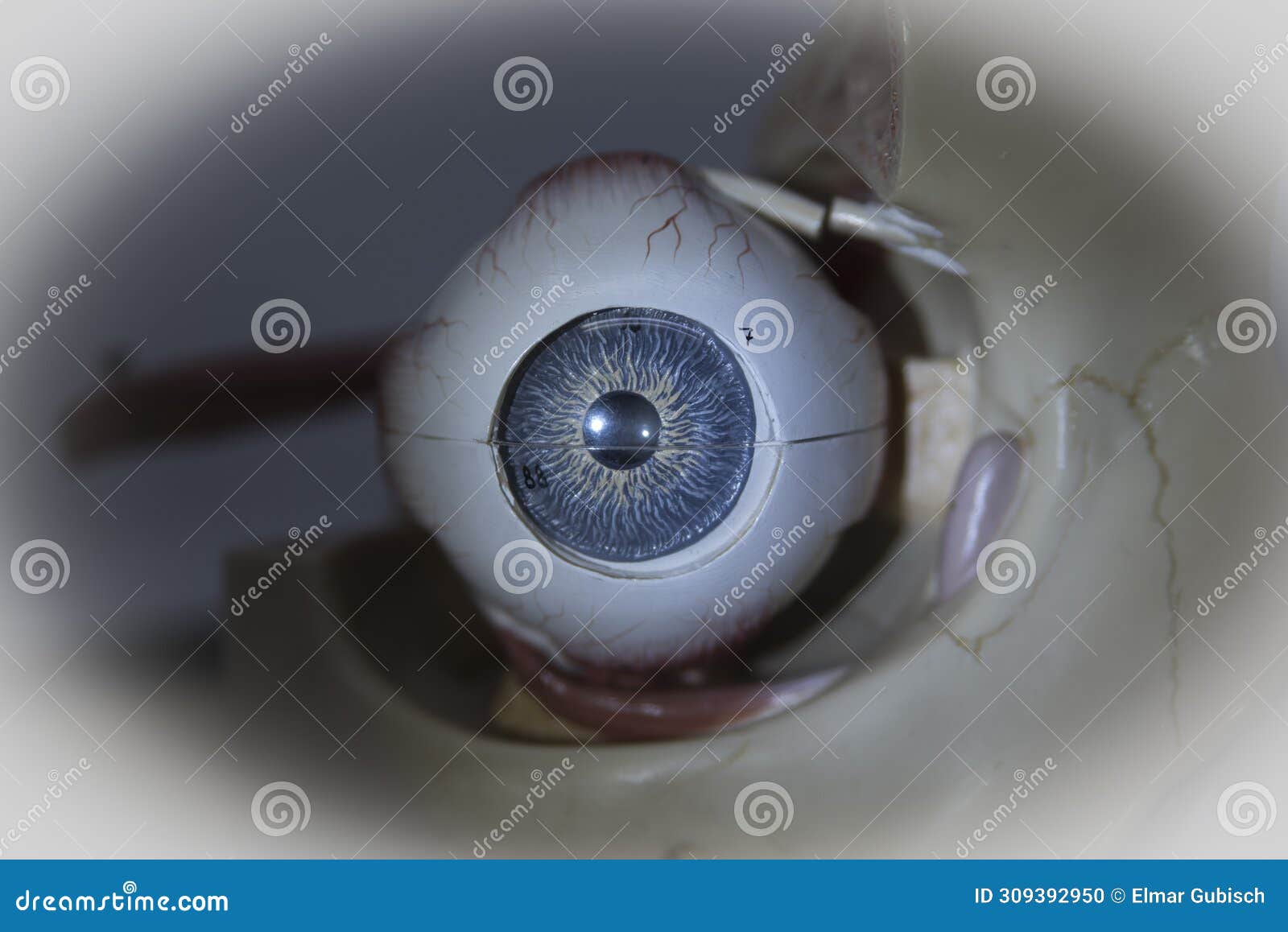Eye, Organ for Visual Perception Stock Photo - Image of skull, health ...