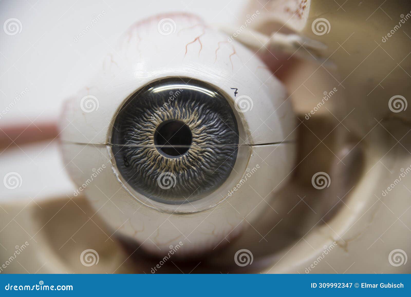 Eye, Organ for Visual Perception Stock Image - Image of optics, organ ...