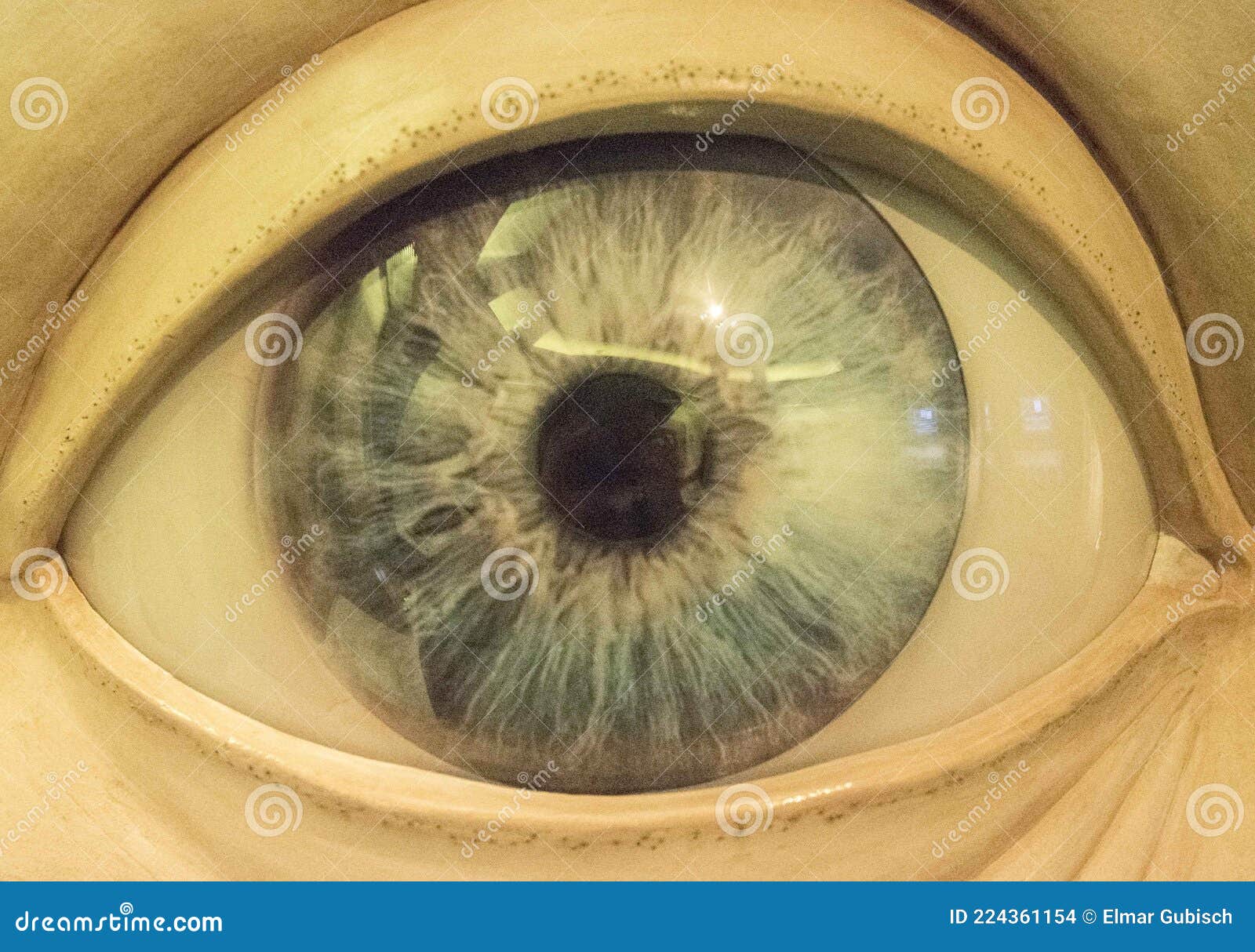 Eye, Organ for Visual Perception Stock Photo - Image of perception ...