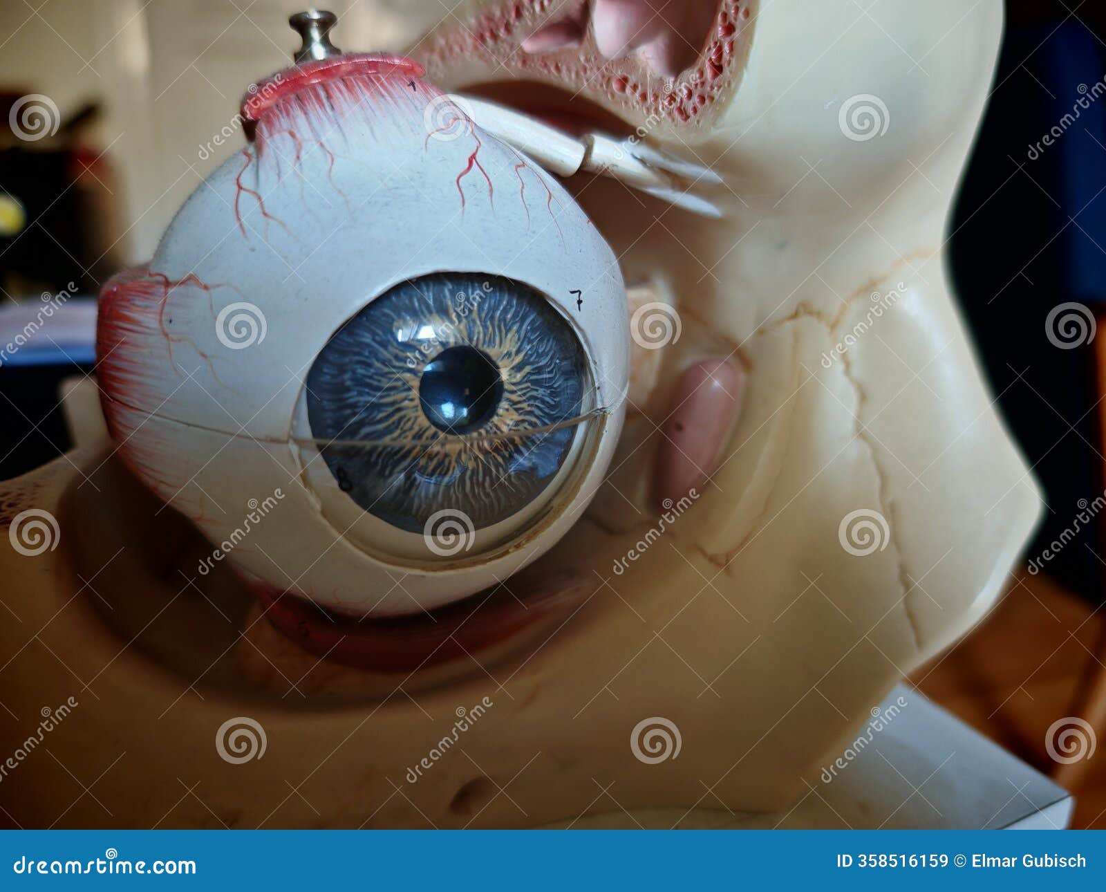 Eye,organ for Visual Perception Stock Image - Image of head, corporeal ...