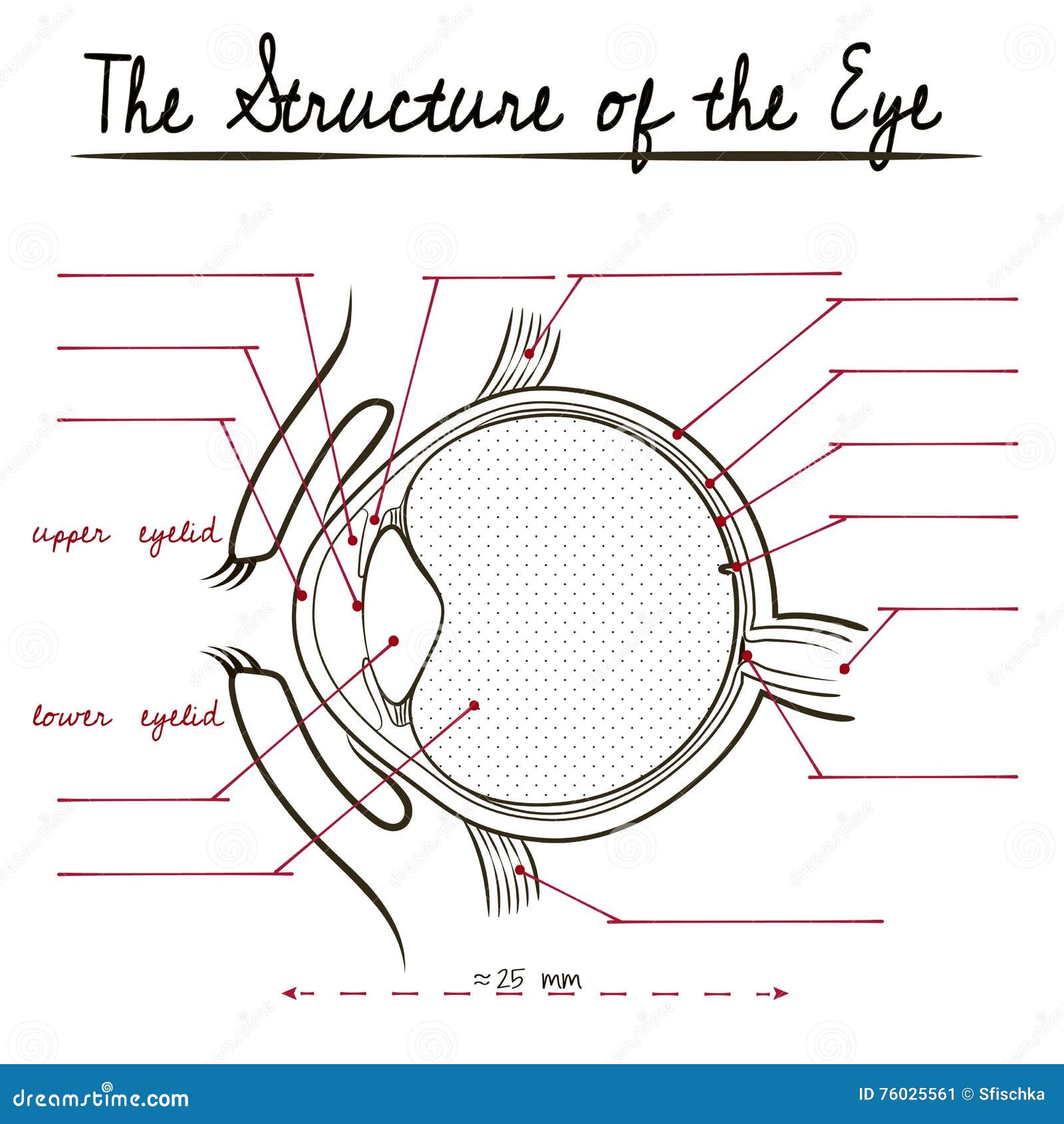 The human eye structure stock vector. Illustration of doctor - 76025561