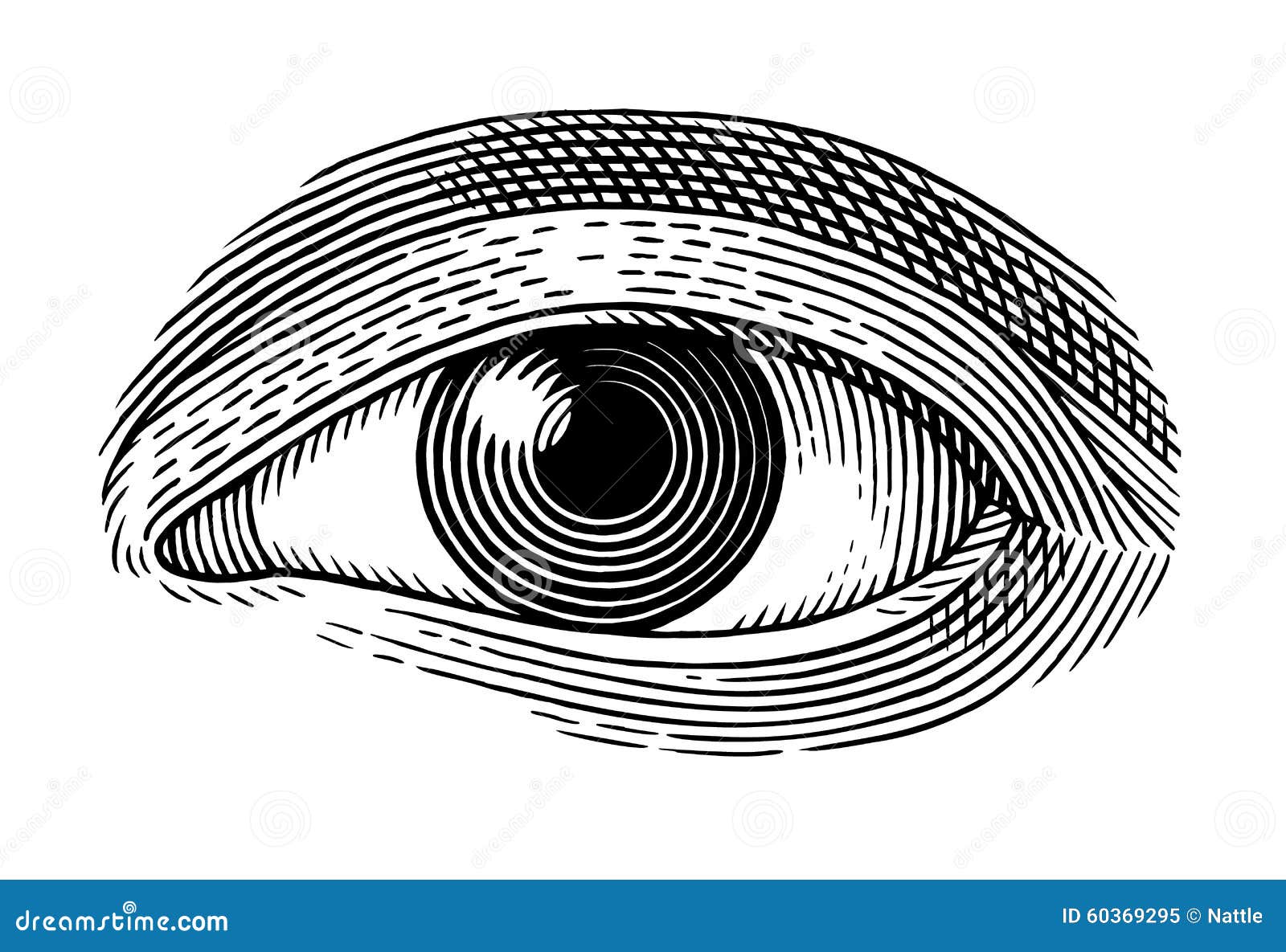 Human eye stock vector. Illustration of iris, engraved - 60369295