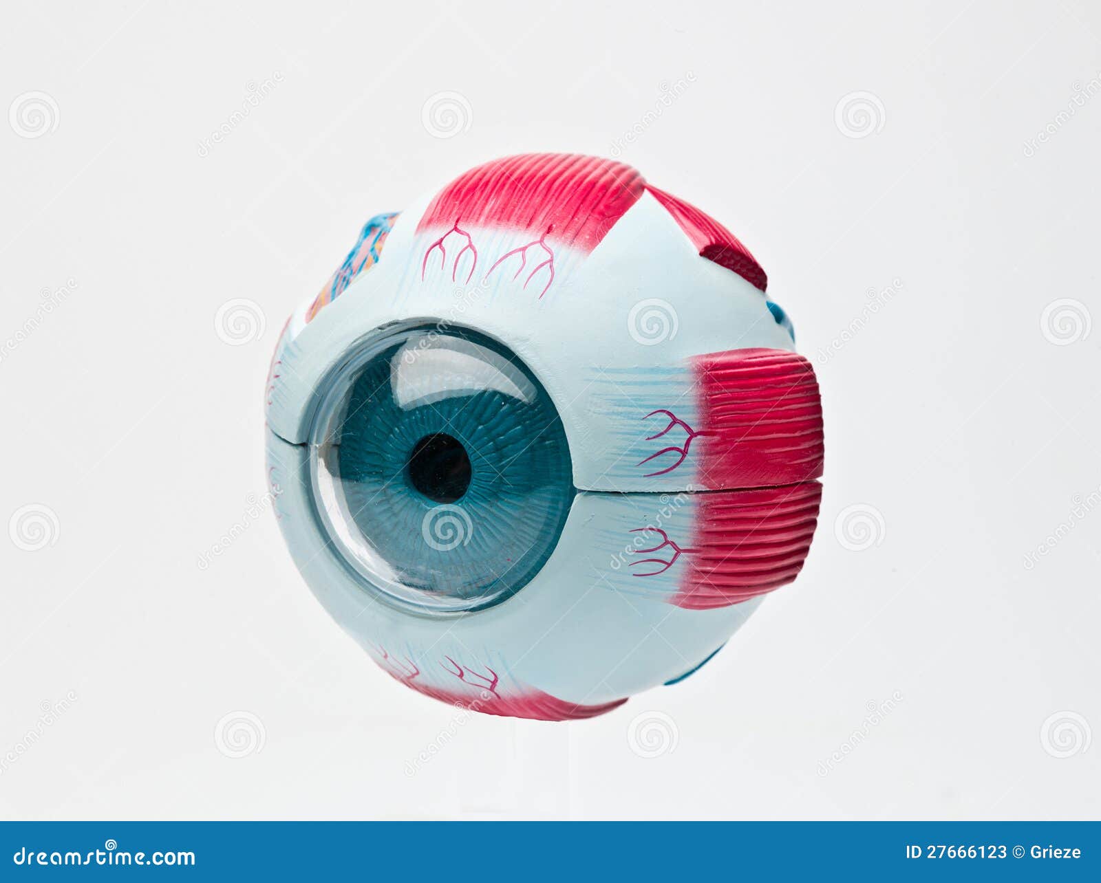 Human Eyeball Royalty-Free Stock Image | CartoonDealer.com #27724576
