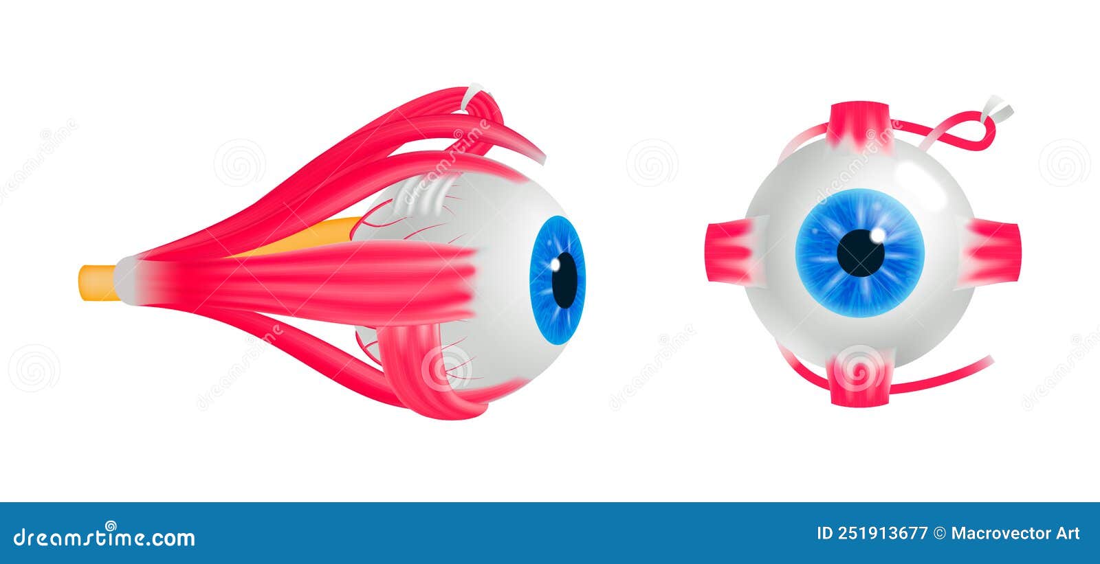 Eye Muscles Unlabeled