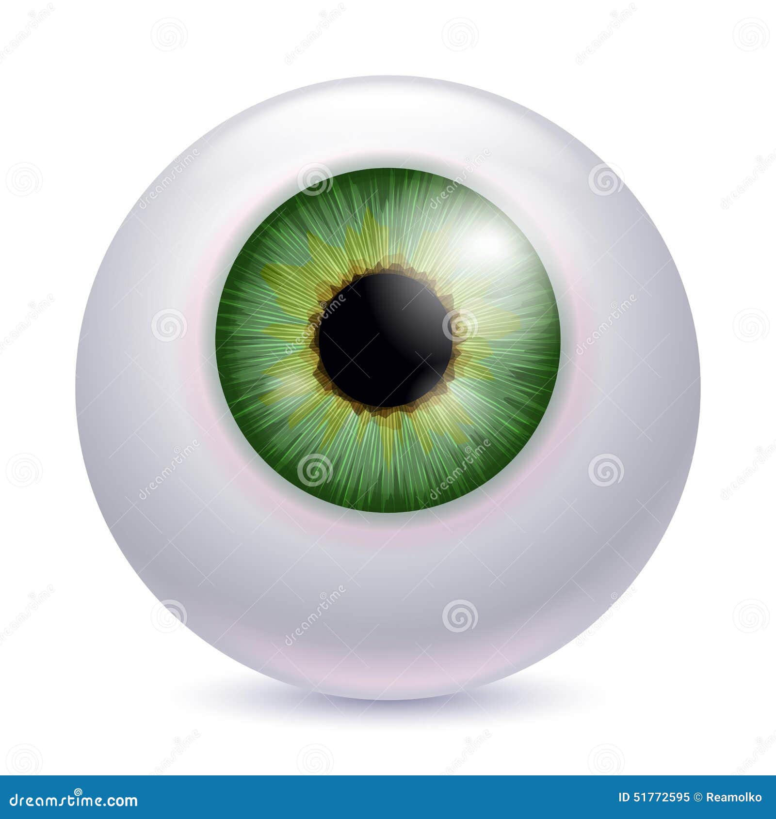 Human Eyeball Anatomy Incision Cartoon Vector | CartoonDealer.com ...