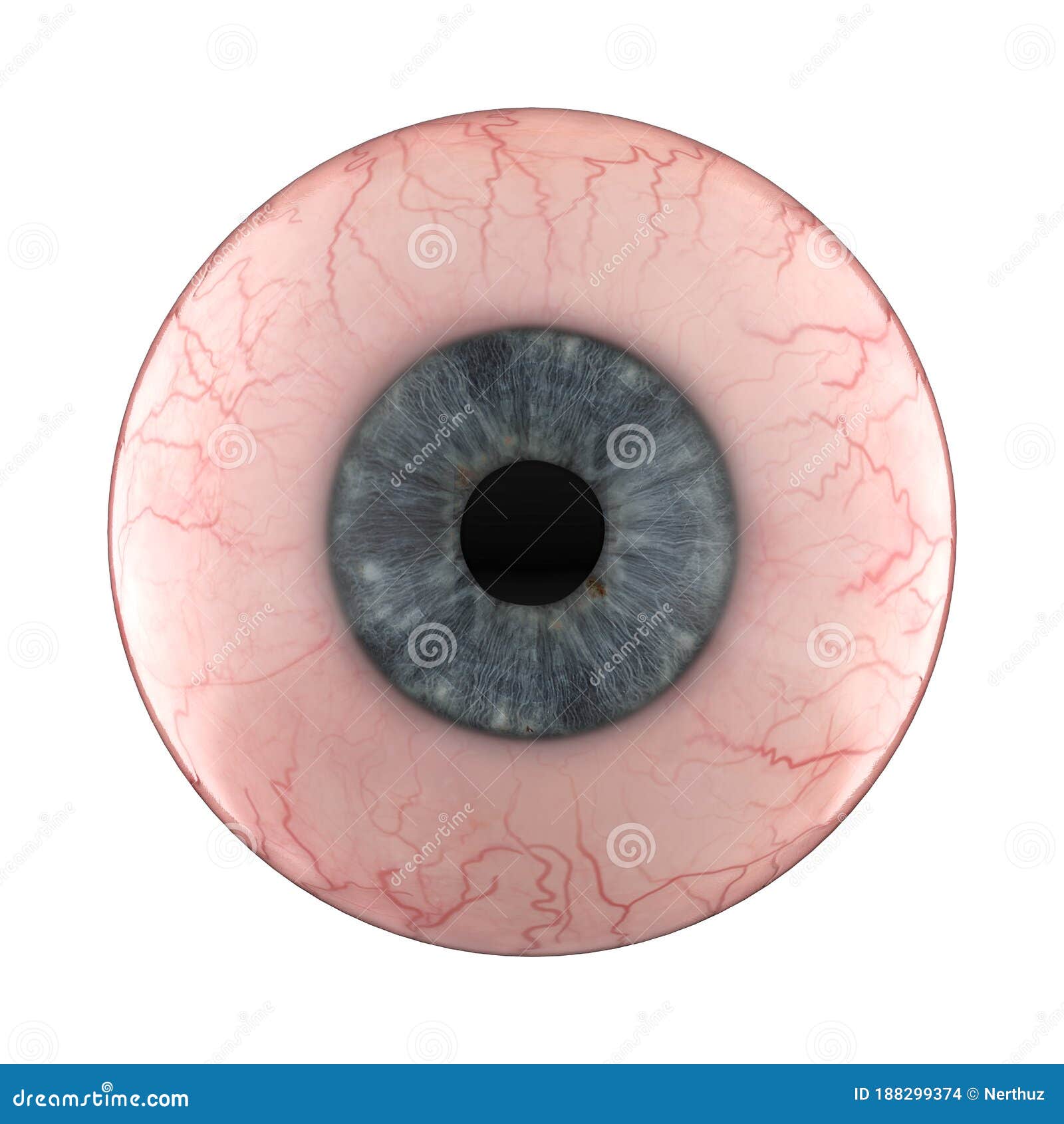 Human Eyeball Isolated stock illustration. Illustration of anatomy ...