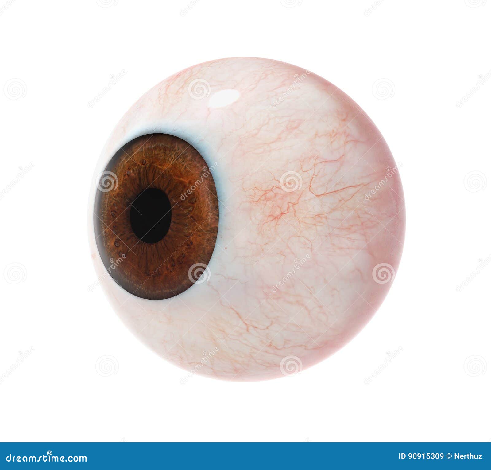 Human Eyeball Royalty-Free Stock Photography | CartoonDealer.com #90915395