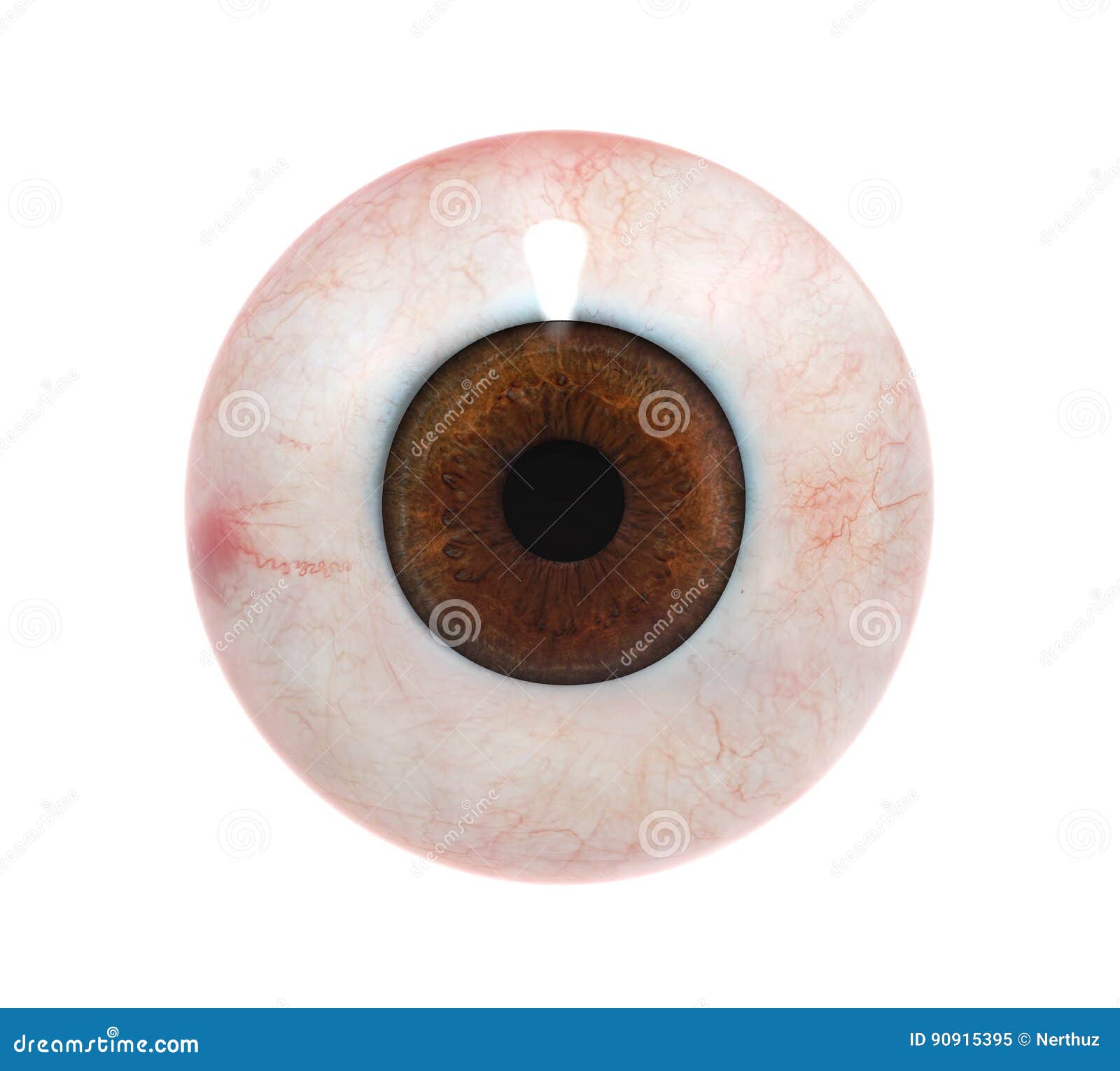 Human Eyeball stock illustration. Illustration of organ - 90915395
