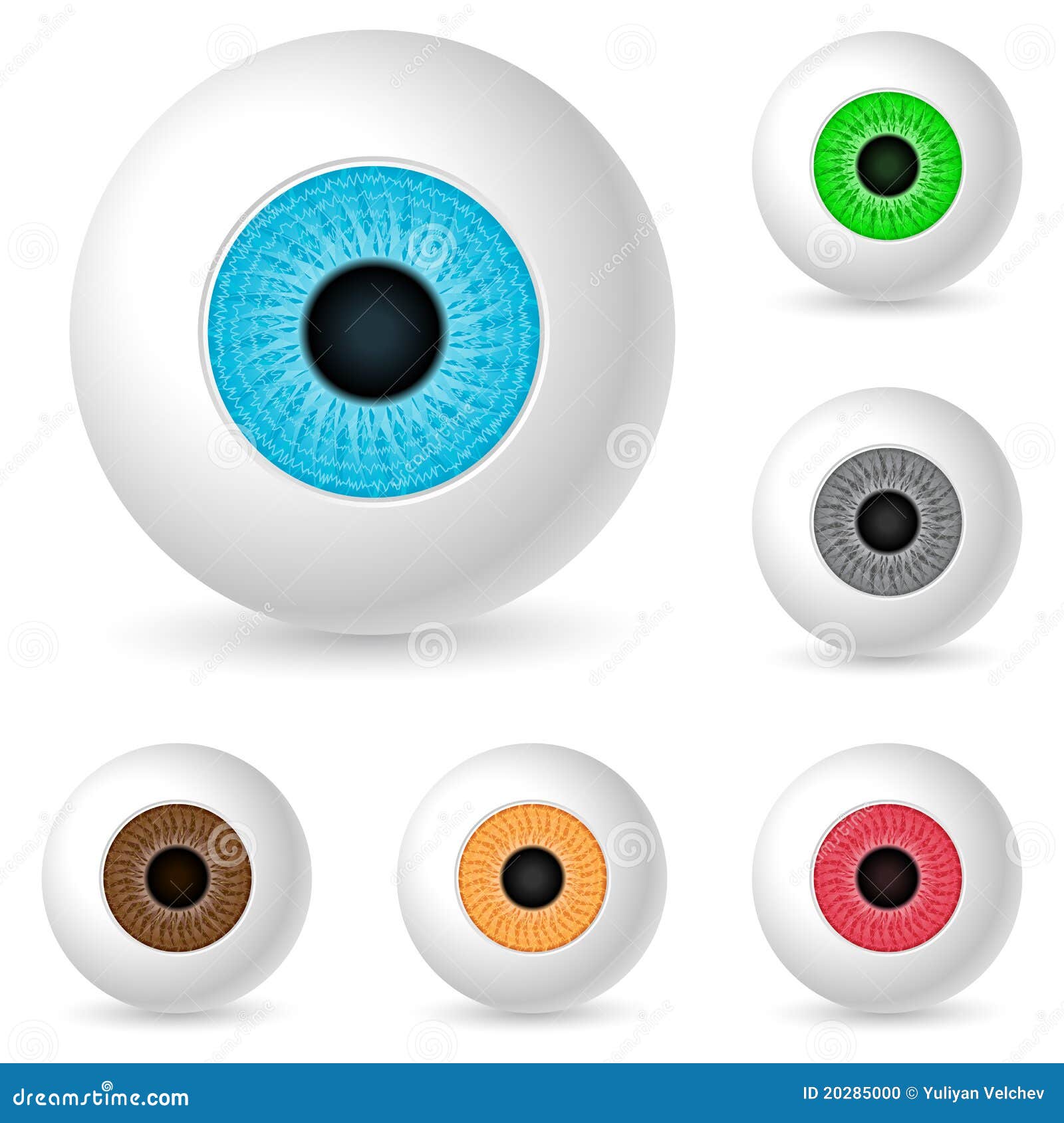 Human Eyeballs Vector Illustration | CartoonDealer.com #20285000