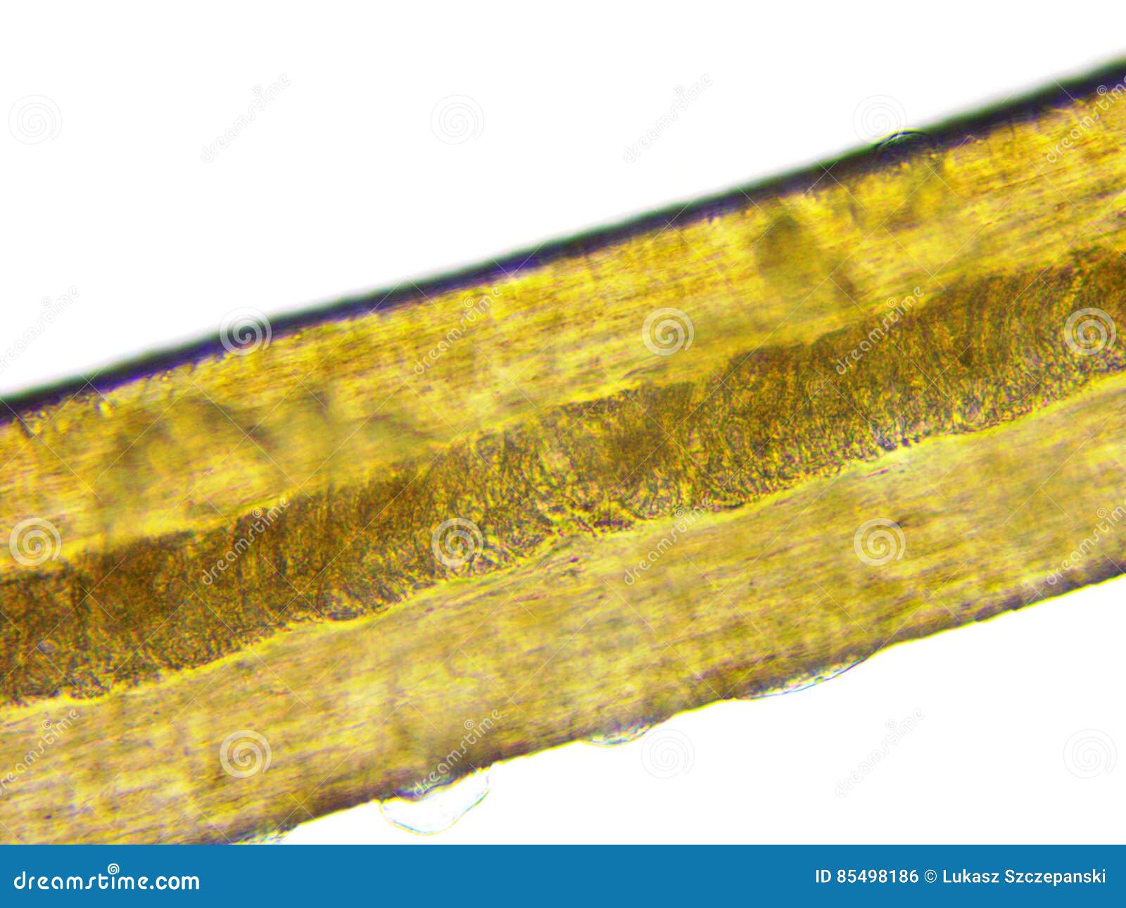 Microscopic Images Of Eyelashes