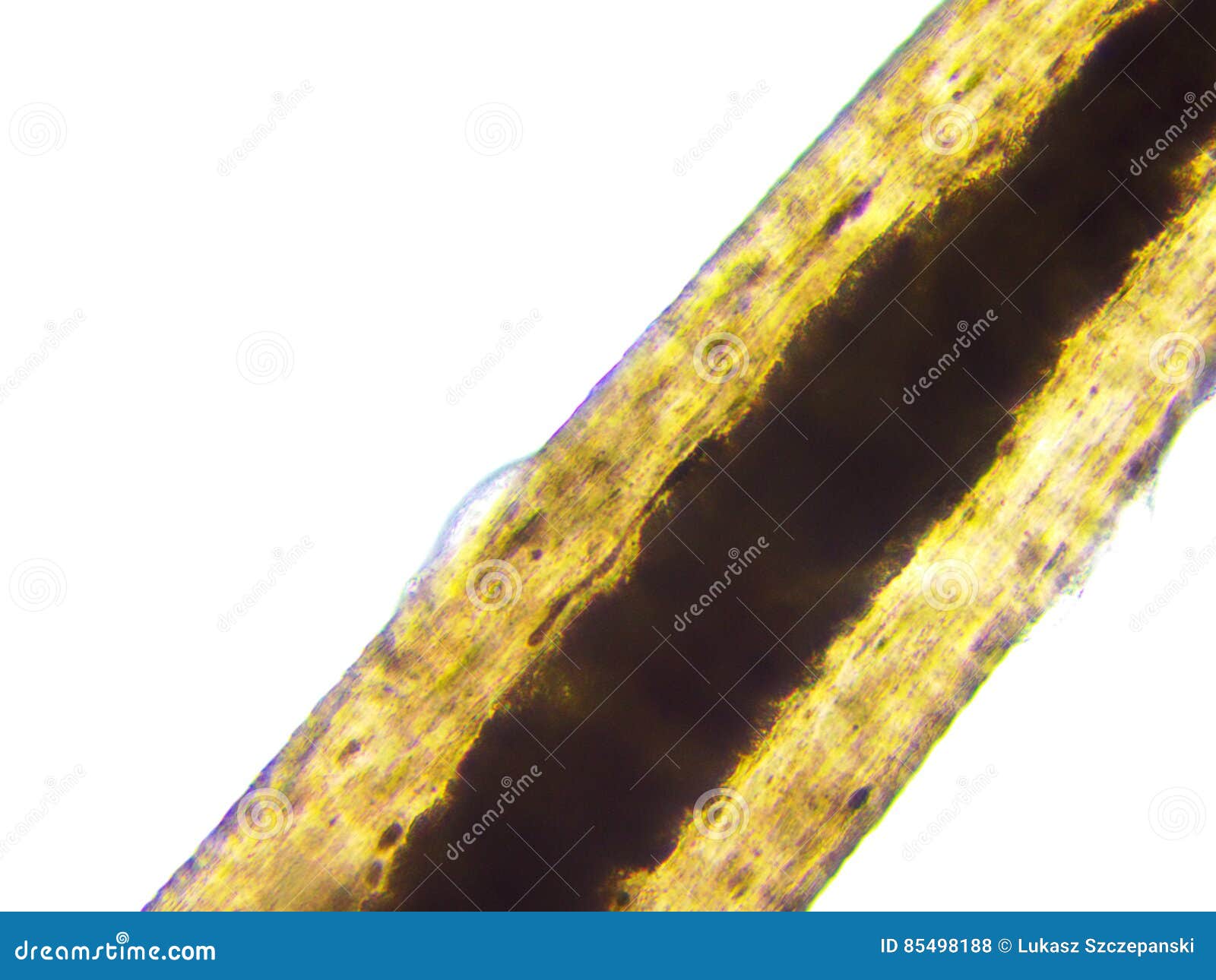 Microscopic Images Of Eyelashes