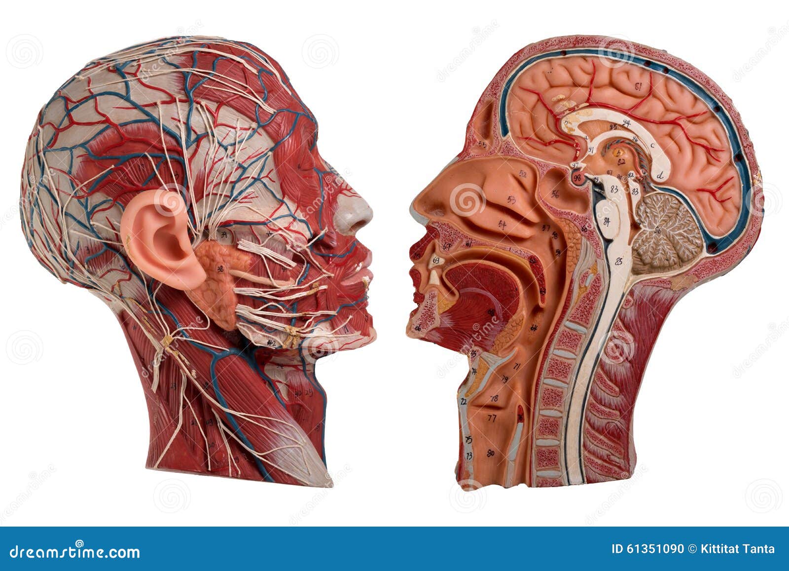 Human Face Anatomy Isolated on White Stock Illustration - Illustration ...