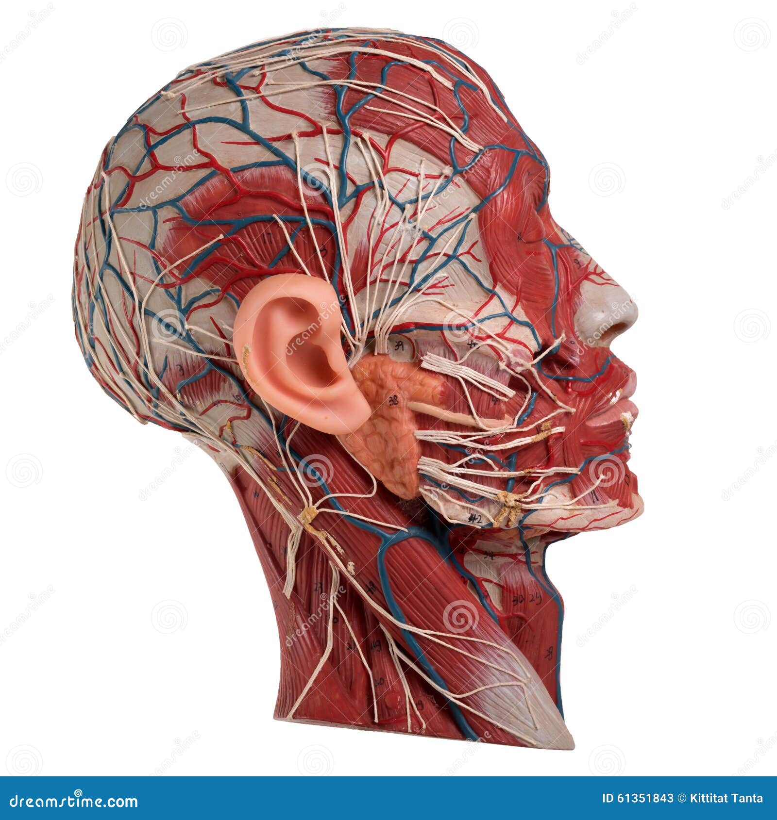 Skinless Face Anatomy