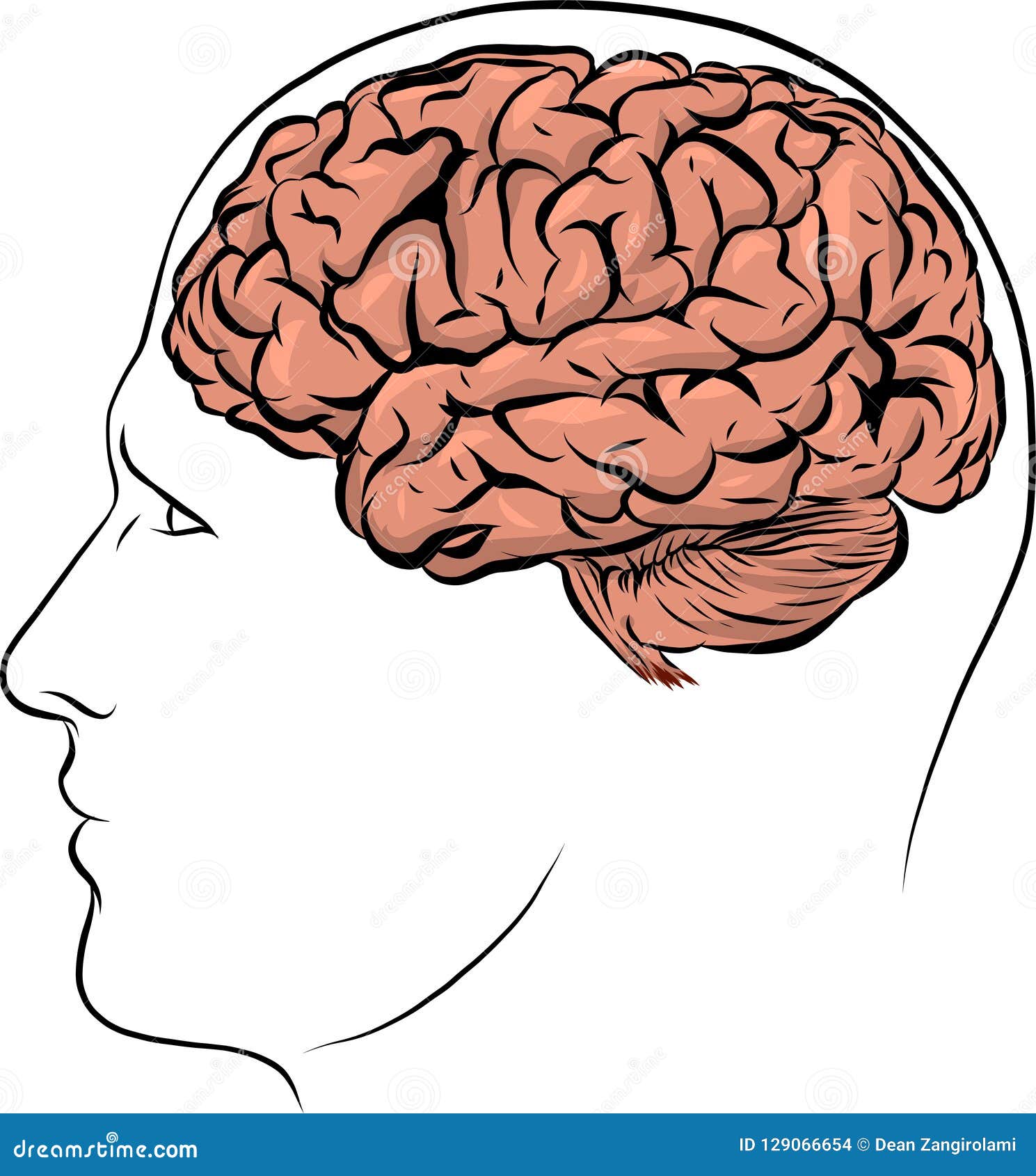 Vector Human Face Brown Silhouette with Brain Inside Stock Vector ...