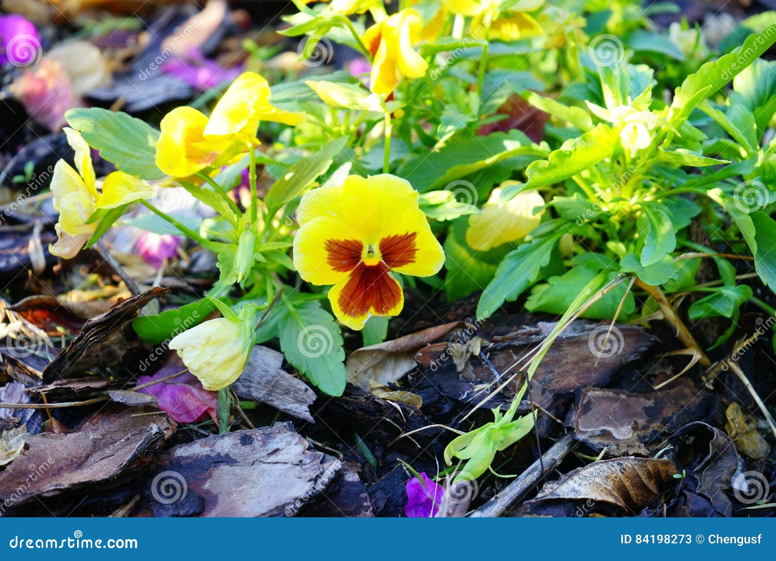 Human face flower stock image. Image of flowerbed, beautiful - 84198273