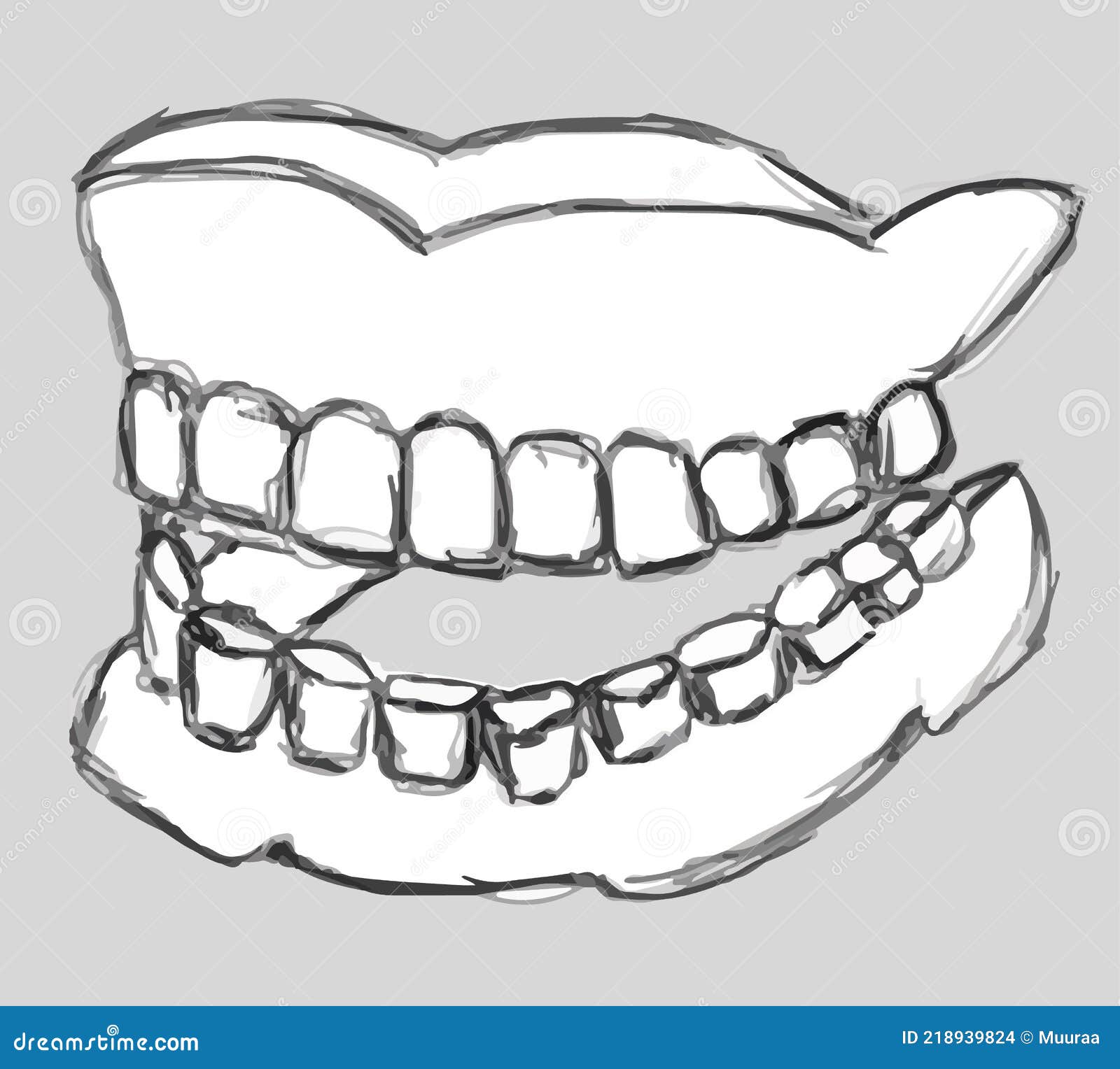 Human Permanent Teeth Chart Vector Illustration / Japanese ... Human Permanent Teeth Chart Vector Illustration / Japanese ...