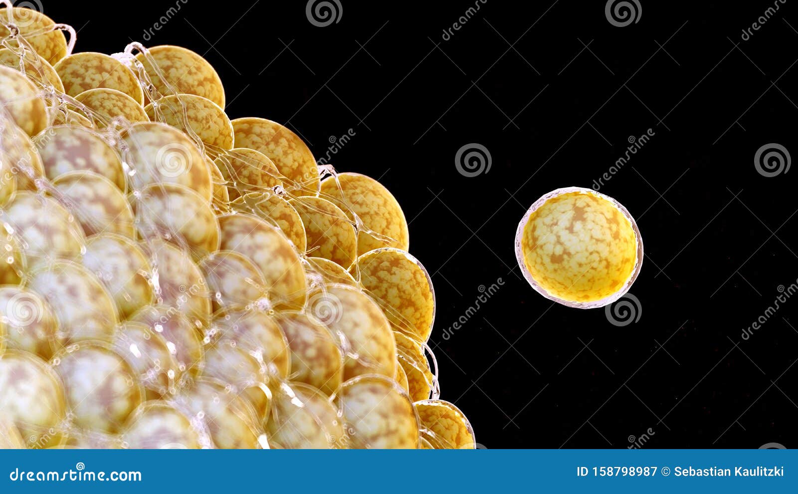 Human fat cells stock illustration. Illustration of biology - 158798987