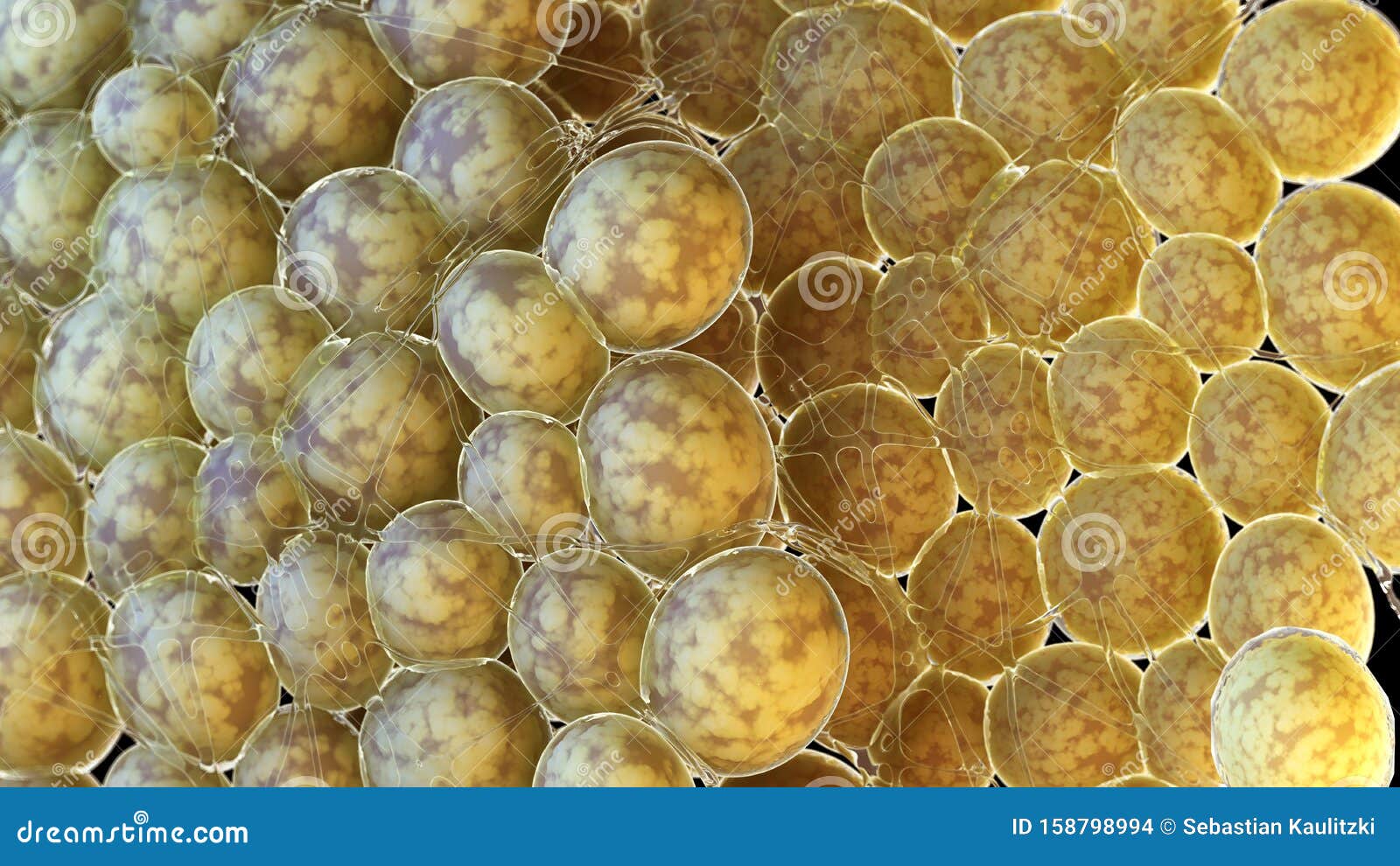 Human fat cells stock illustration. Illustration of obesity - 158798994