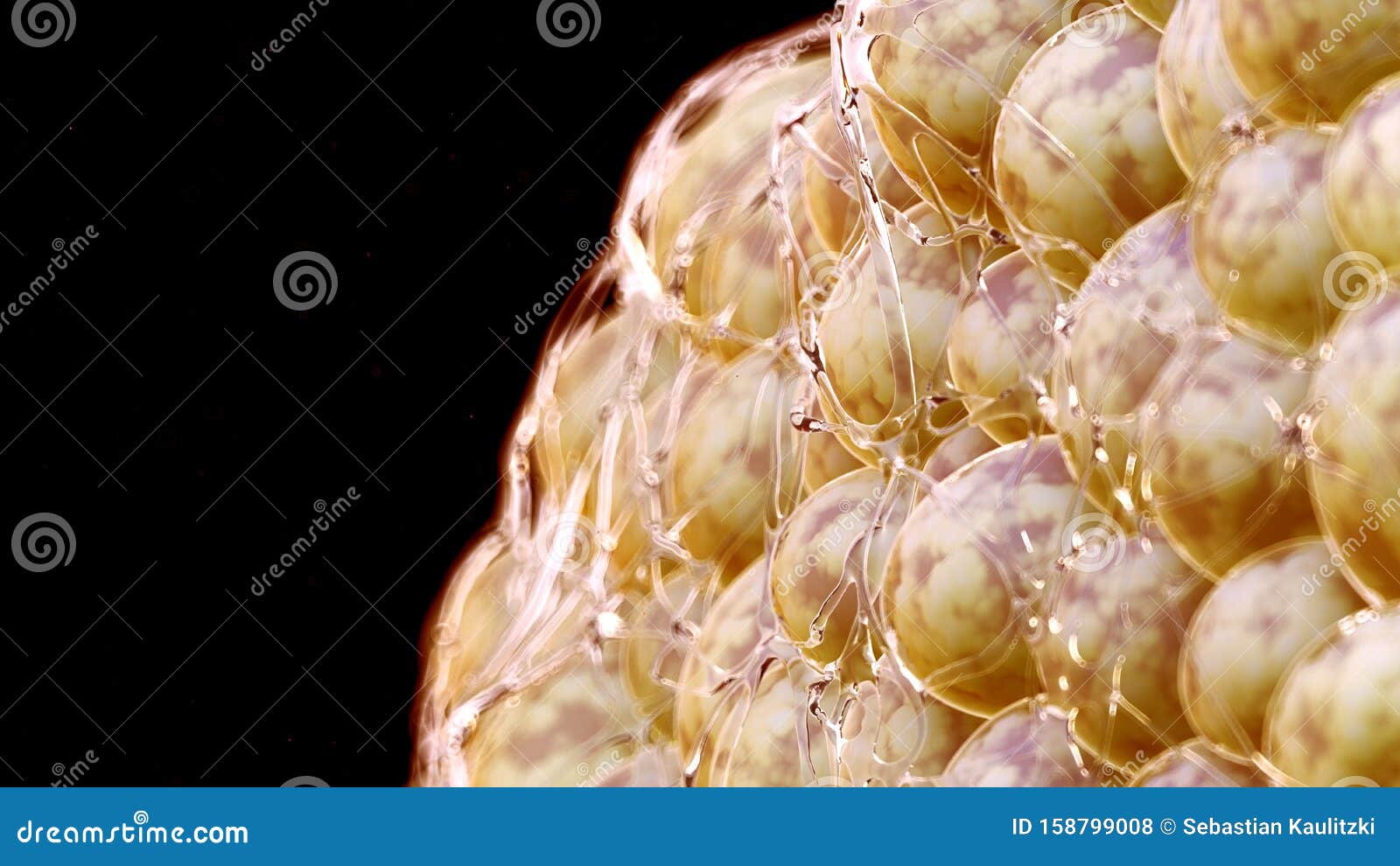Human fat cells stock illustration. Illustration of microbiology ...