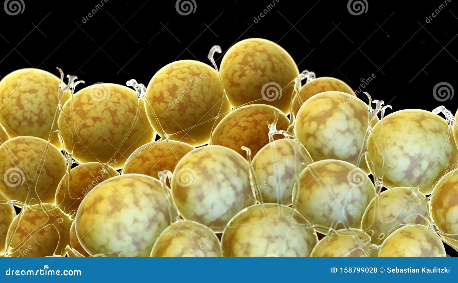 Human fat cells stock illustration. Illustration of tissue - 158799028