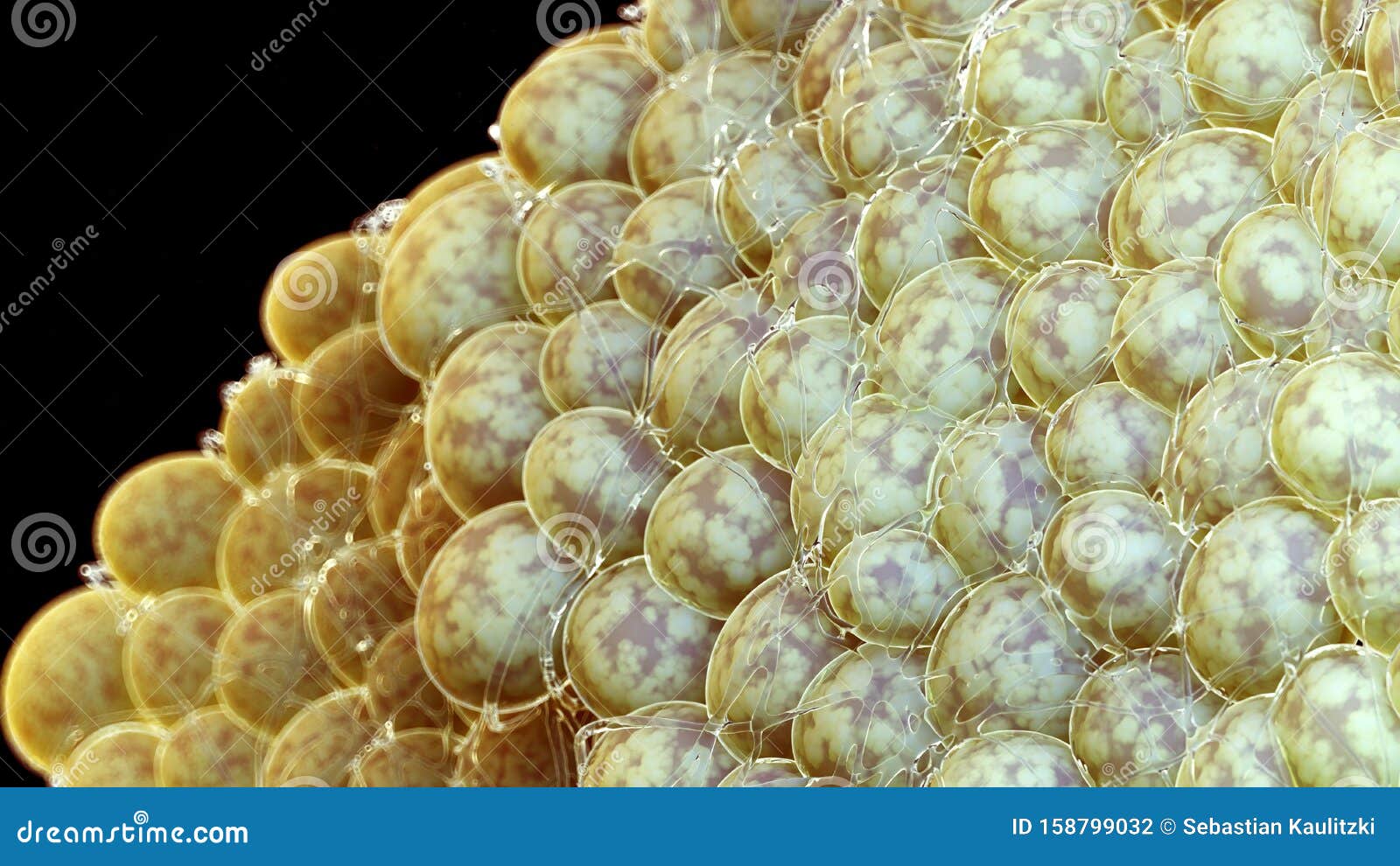 Human fat cells stock illustration. Illustration of overweight - 158799032
