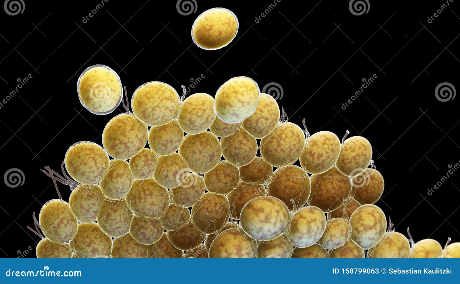 Human fat cells stock illustration. Illustration of structure - 158799063