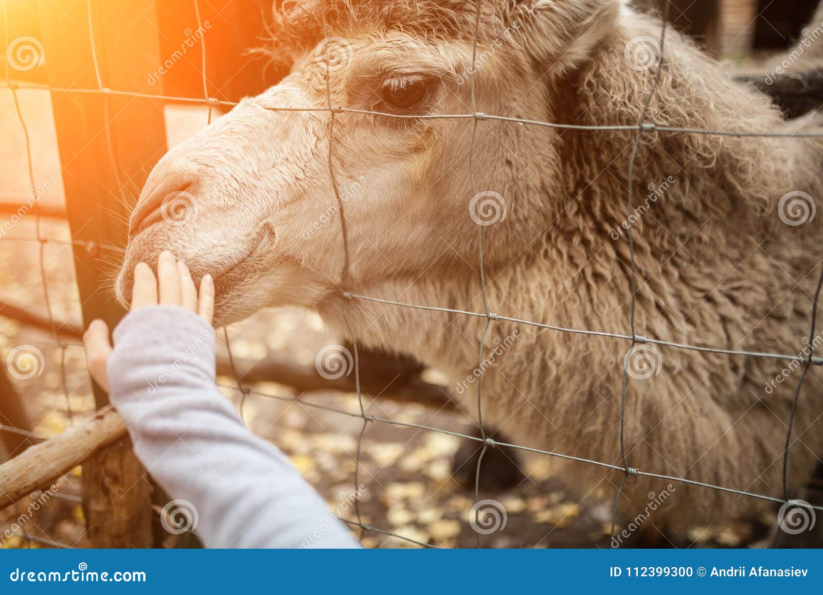 A Human is Feeding a Camel in a Zoo Stock Photo - Image of mammal ...