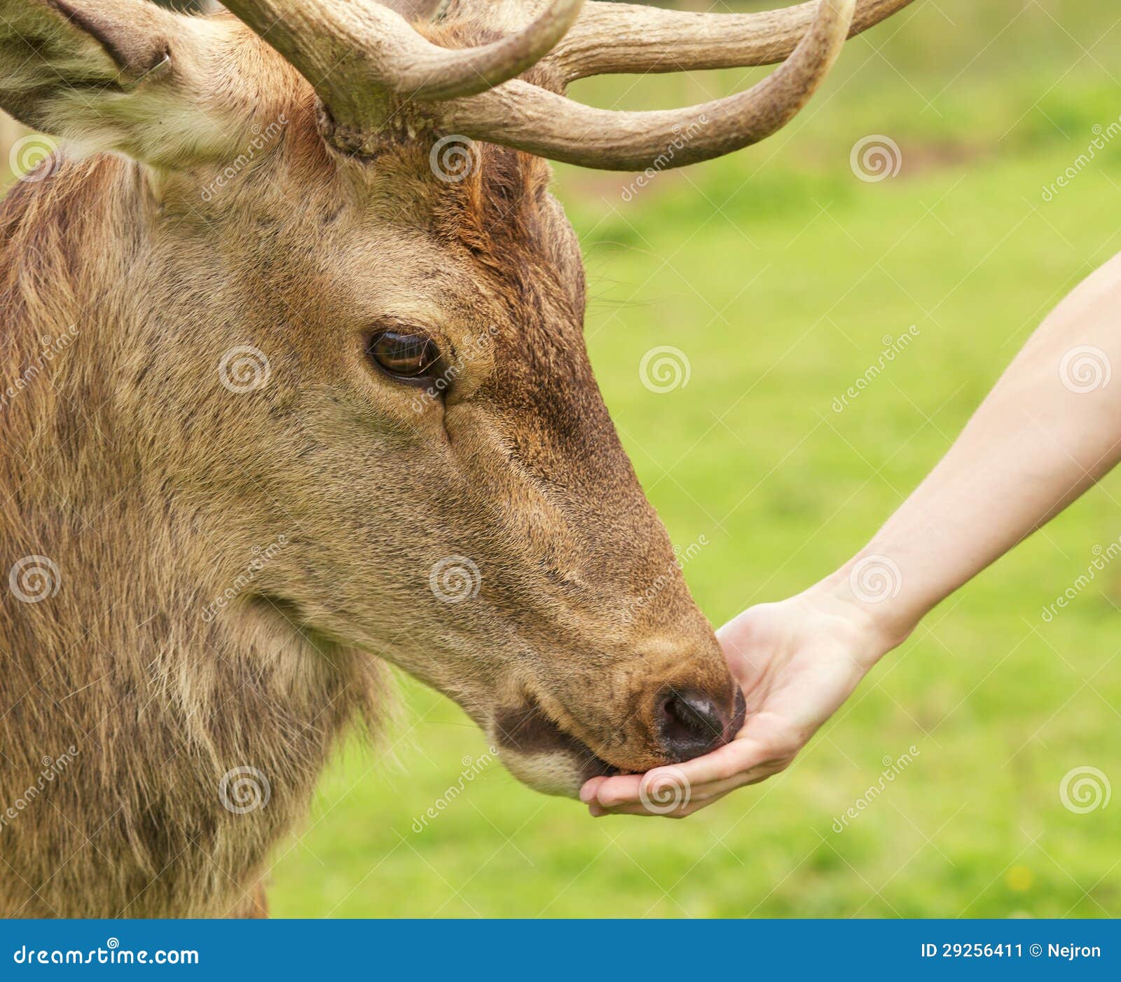Human feeding deer stock image. Image of cautious, closeup - 29256411