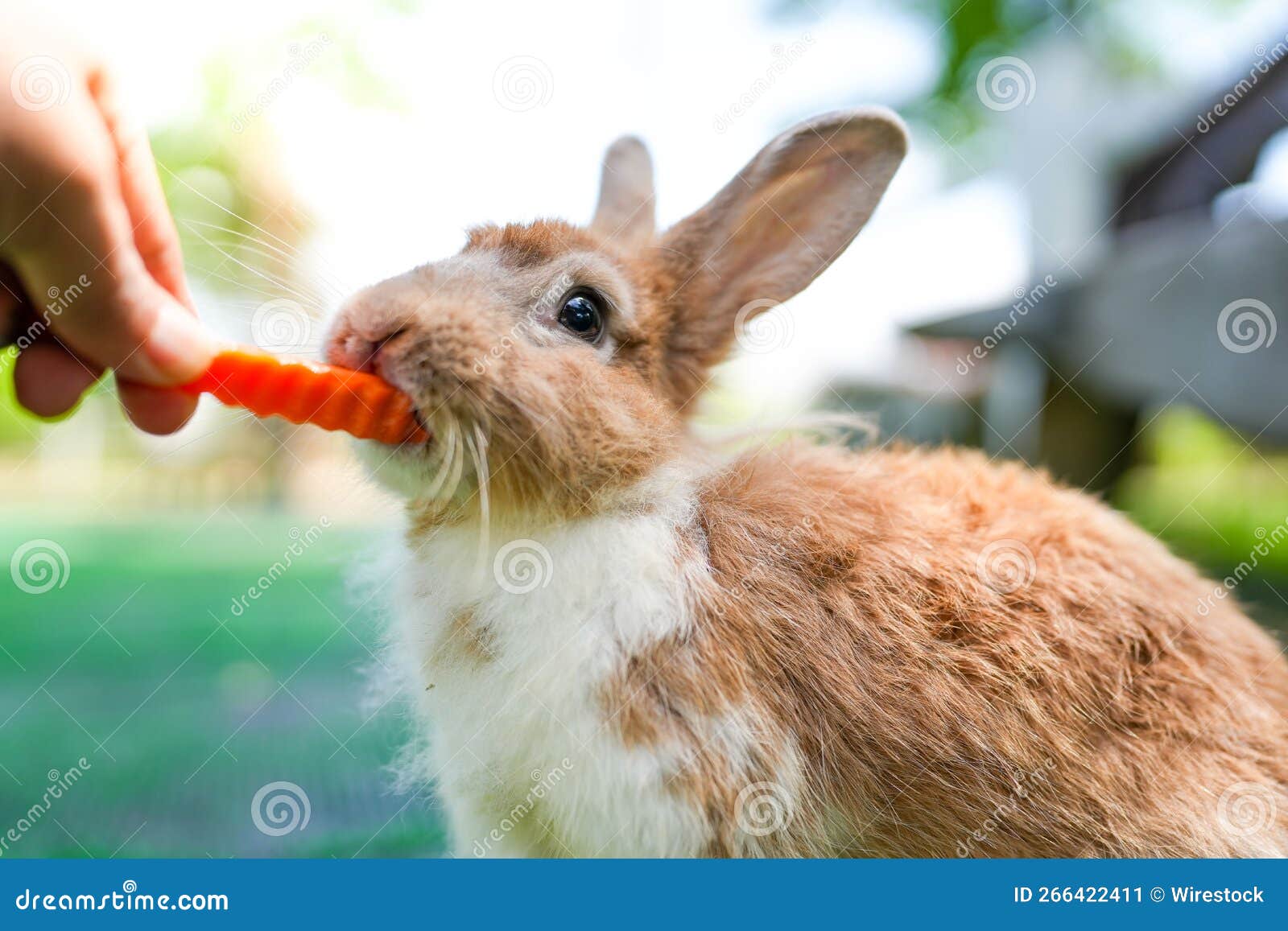 Human Feeding Swan Stock Image | CartoonDealer.com #67689307