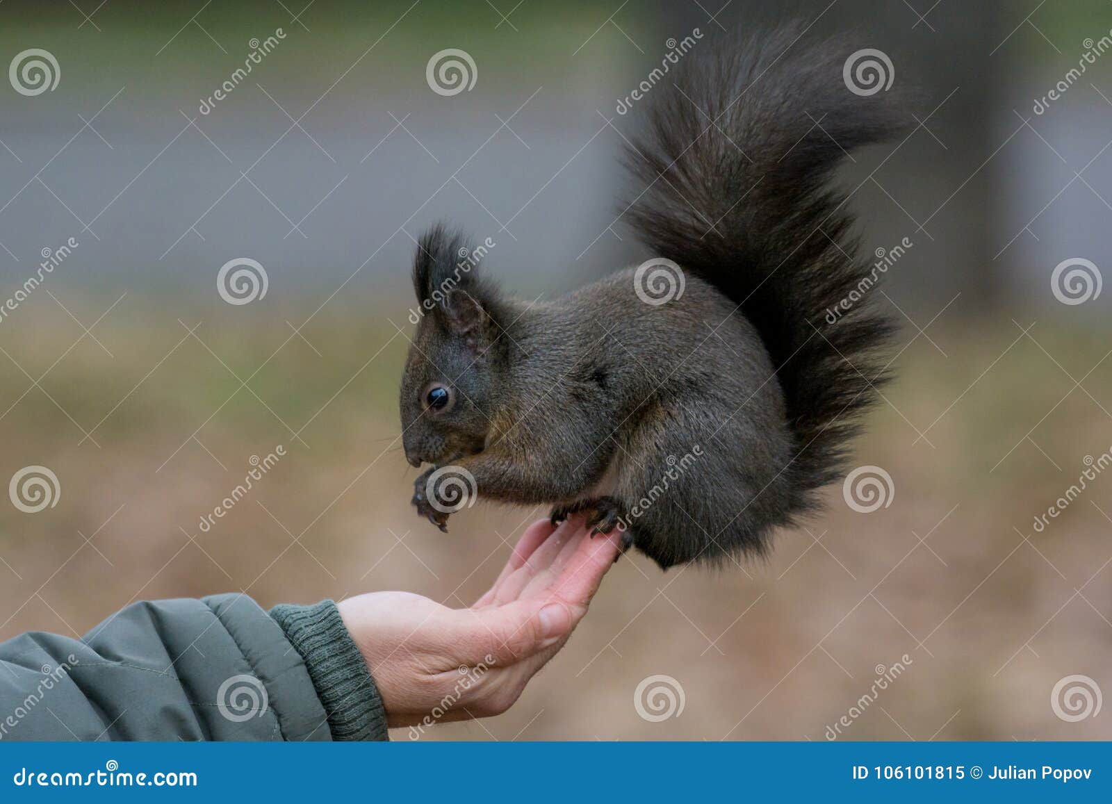 A Human Feeding a Squirrel in a Park during Autumn Stock Image - Image ...