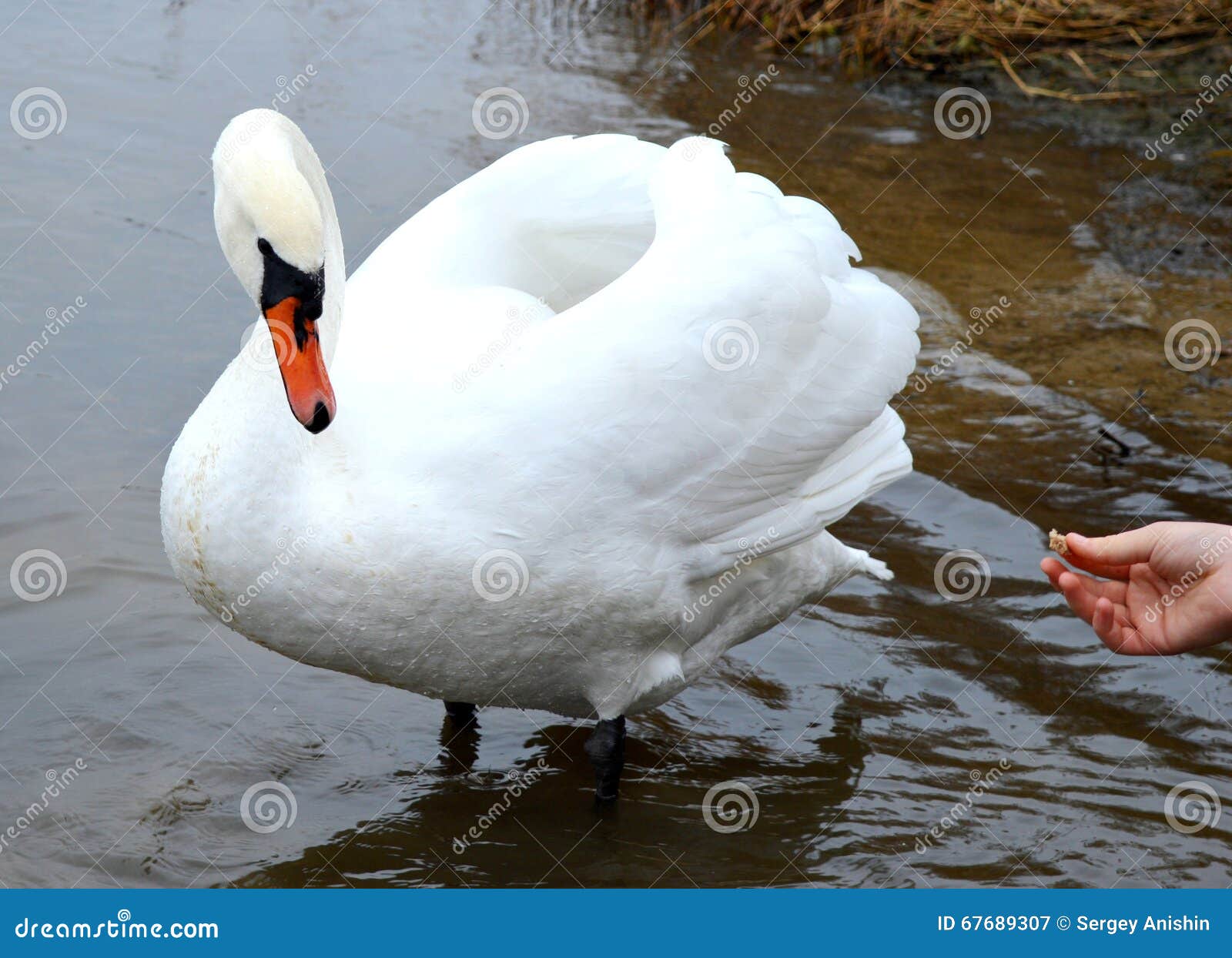Human Feeding Swan Stock Image | CartoonDealer.com #67689307