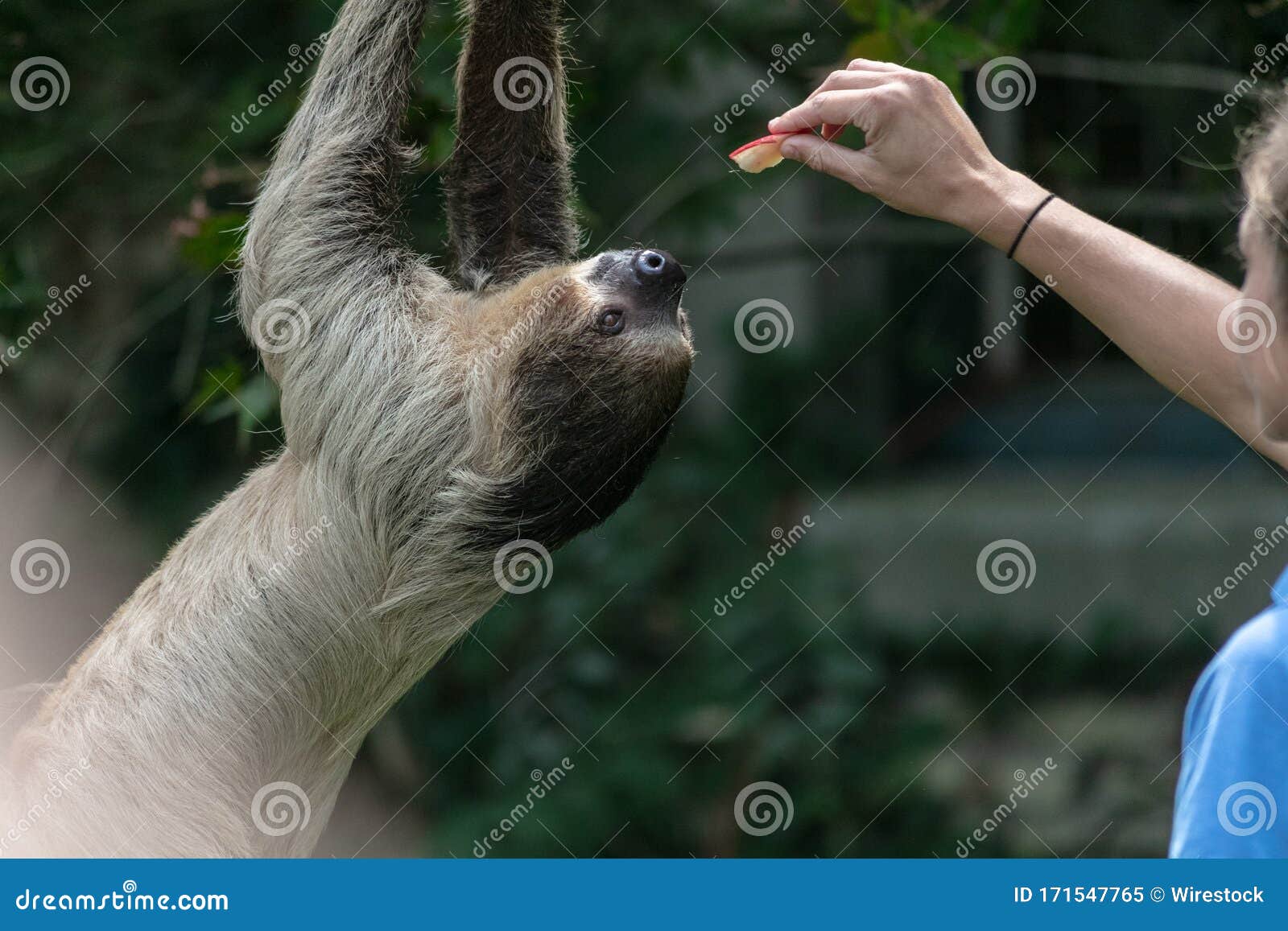 Human Feeding a Three-toed Sloth Hanging on a Rope Surrounded by ...