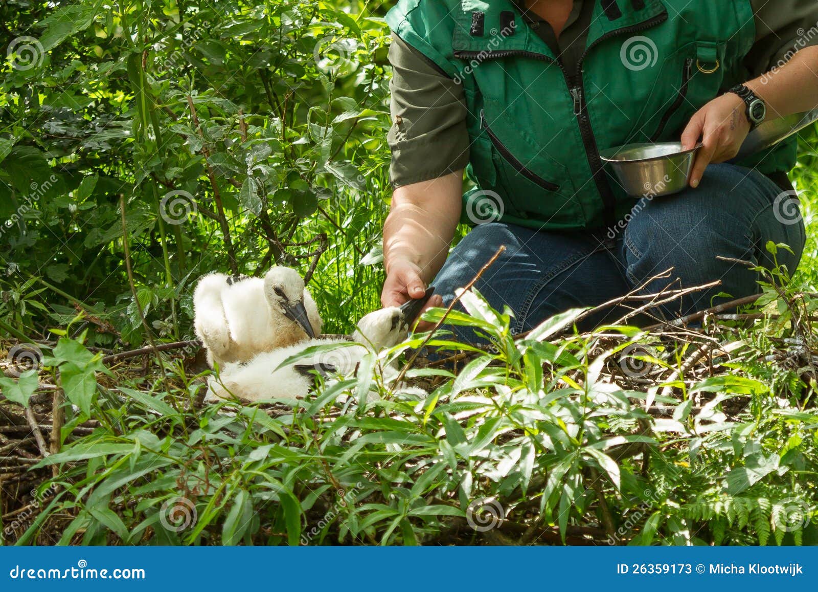 Human Feeding Swan Stock Image | CartoonDealer.com #67689307