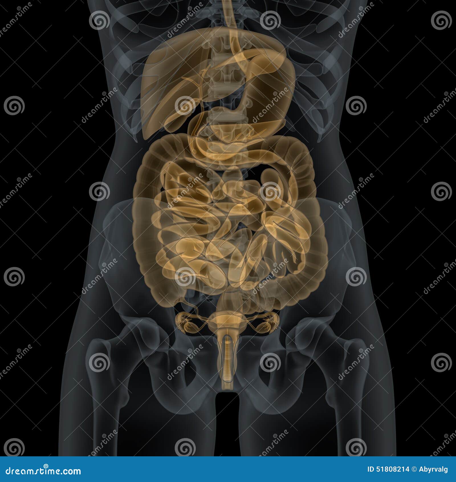Human Female Body with Digestive System Internal Organs Stock ...