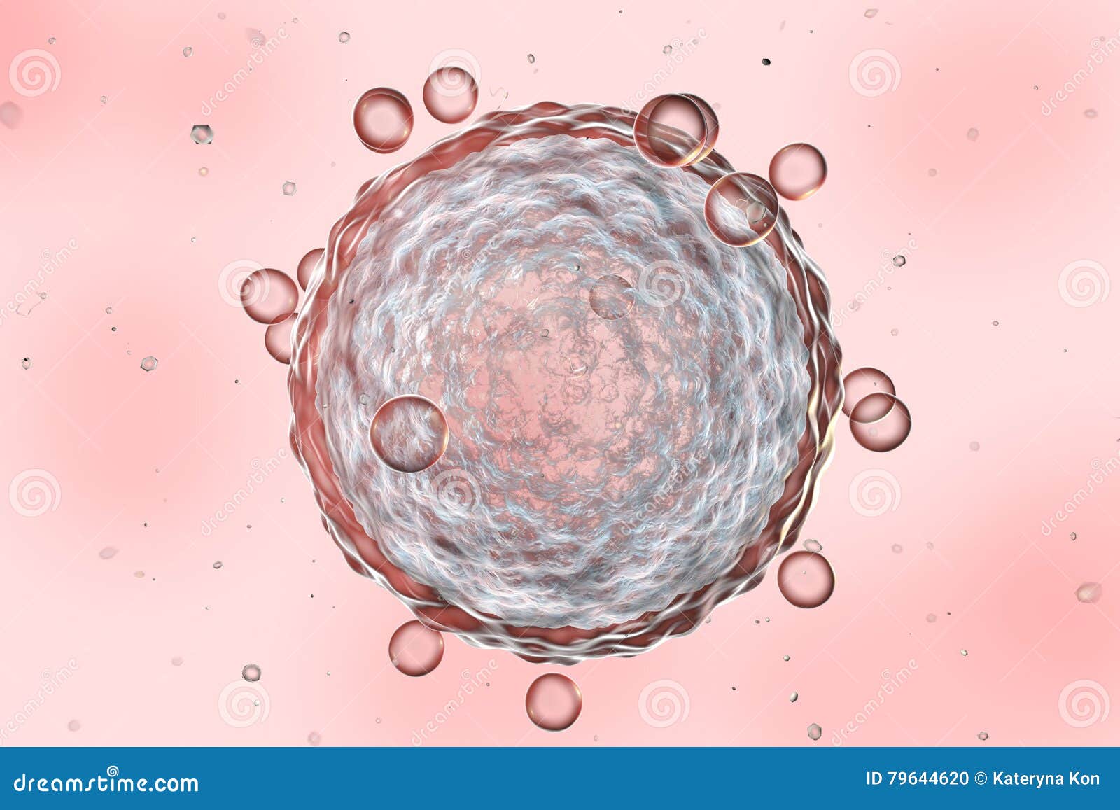 Human female egg cell stock illustration. Illustration of fertilize ...